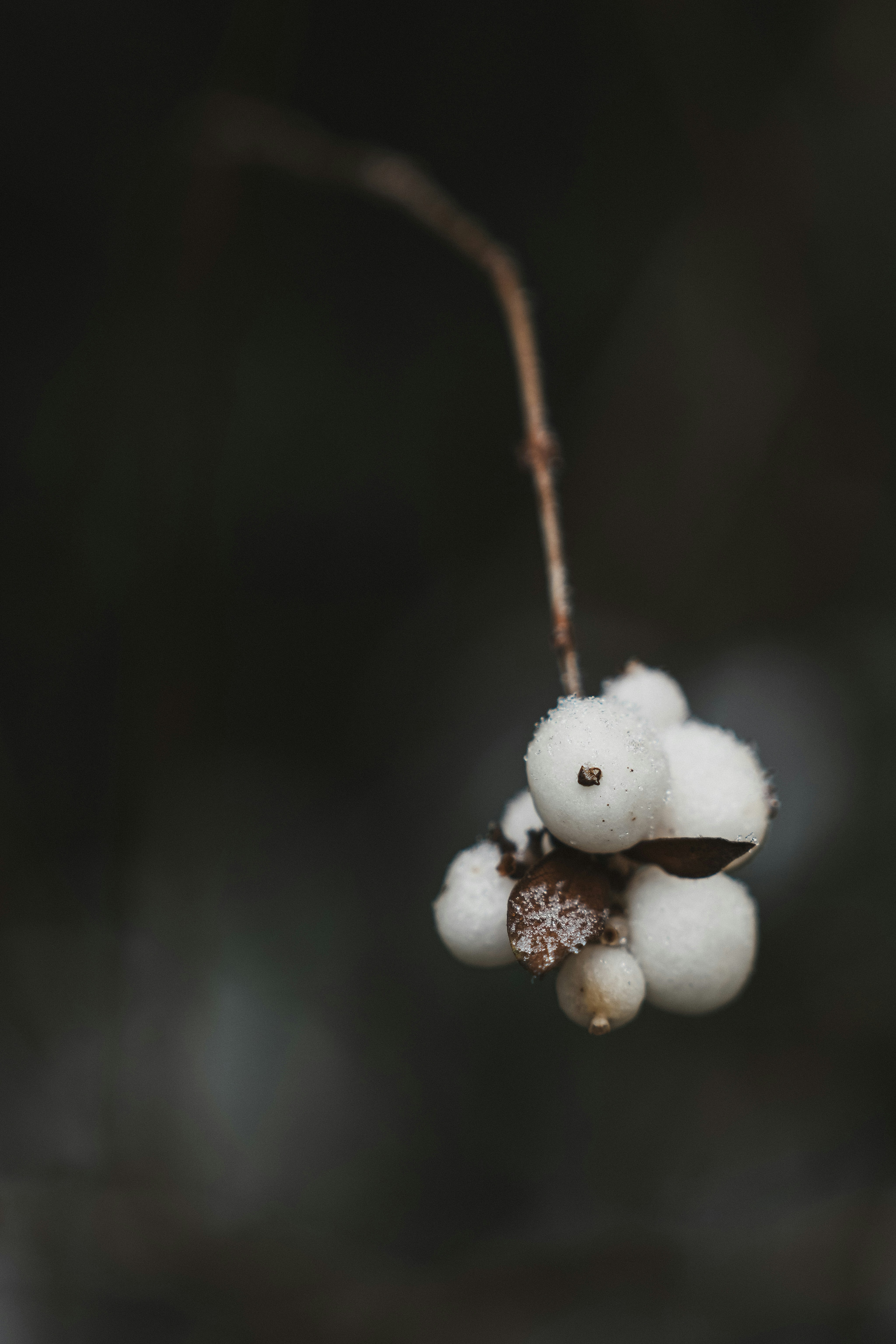 White snowberry clusters (Symphoricarpos) rimed with frost on a dark, wintry background.