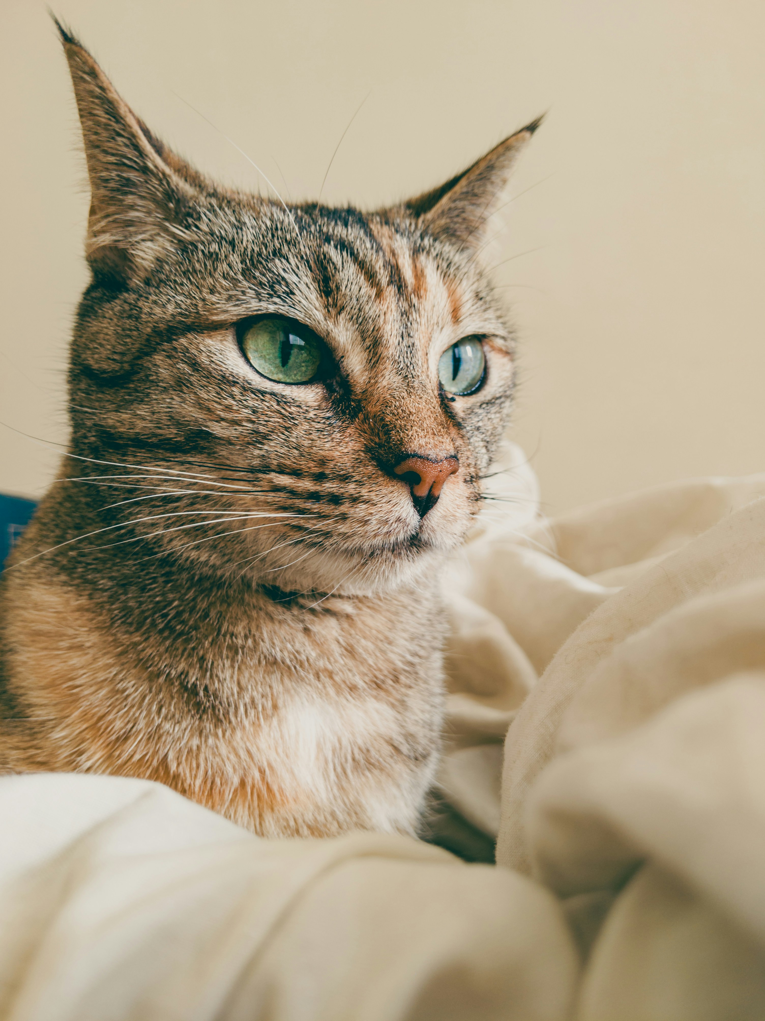 Emerald Gaze: A Curious Cat Portrait in Soft Beige Light