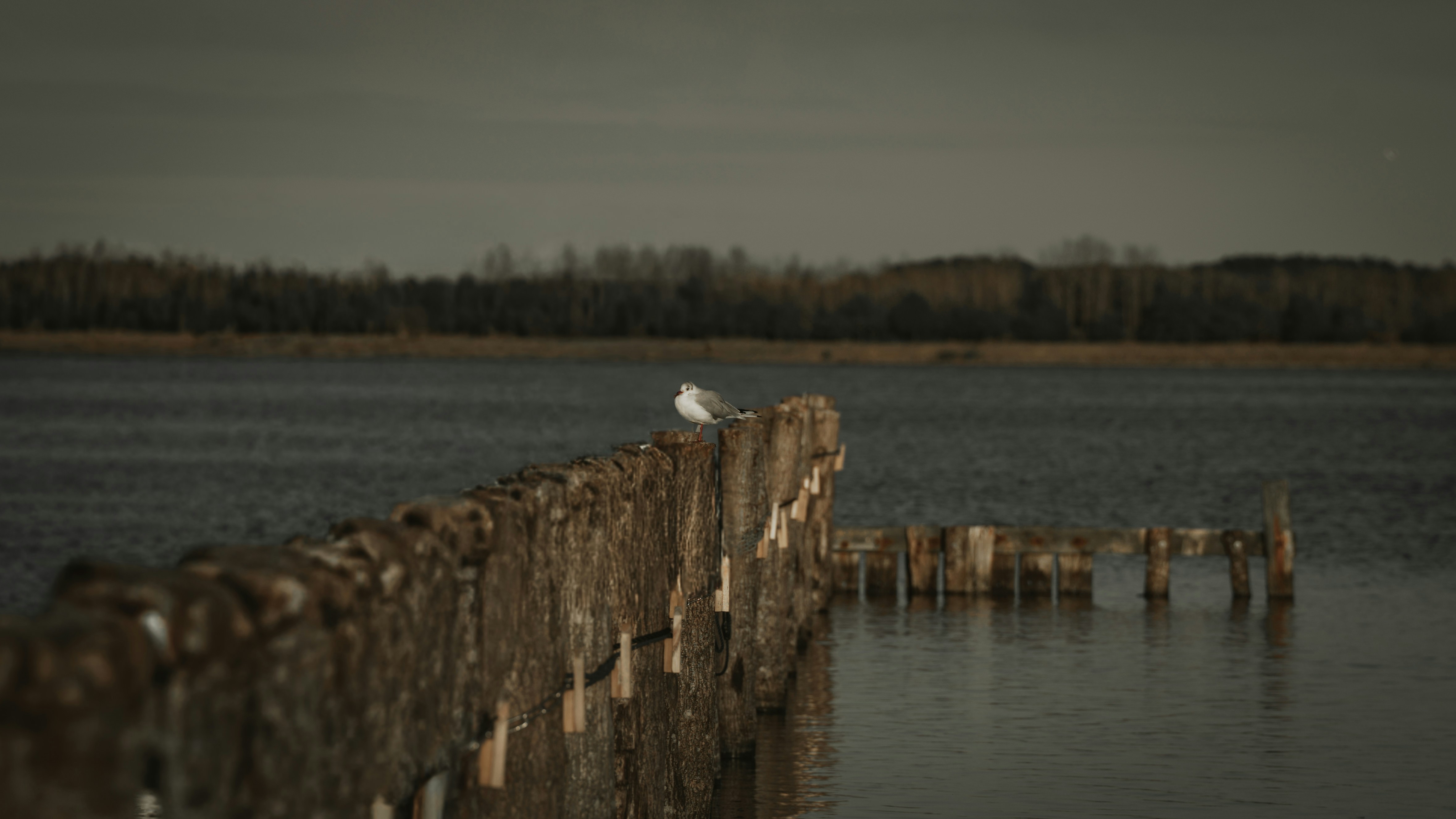 Seagull at the Weathered Pier