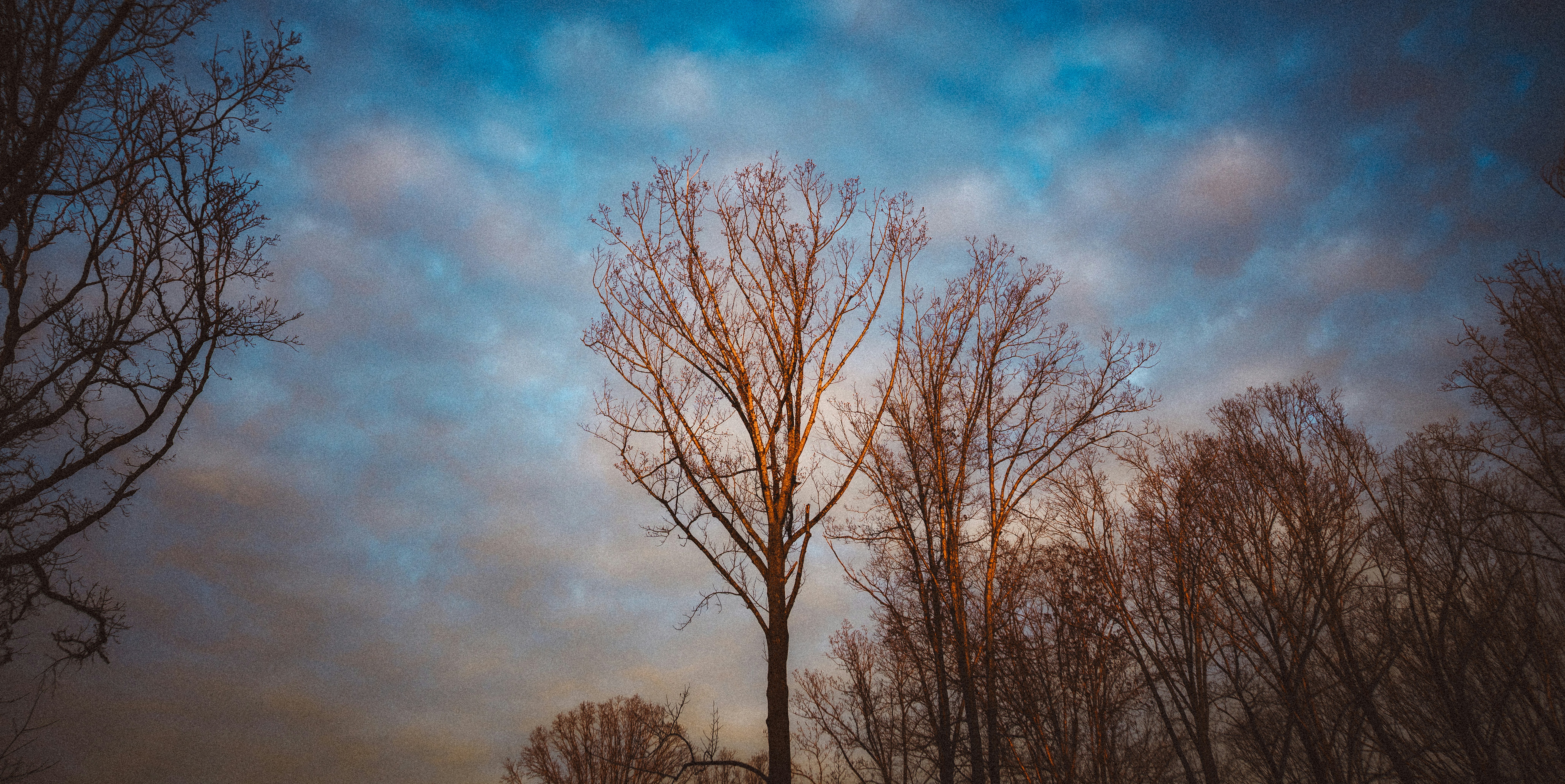  solitary central tree crowned by golden twilight amid a quiet grove 