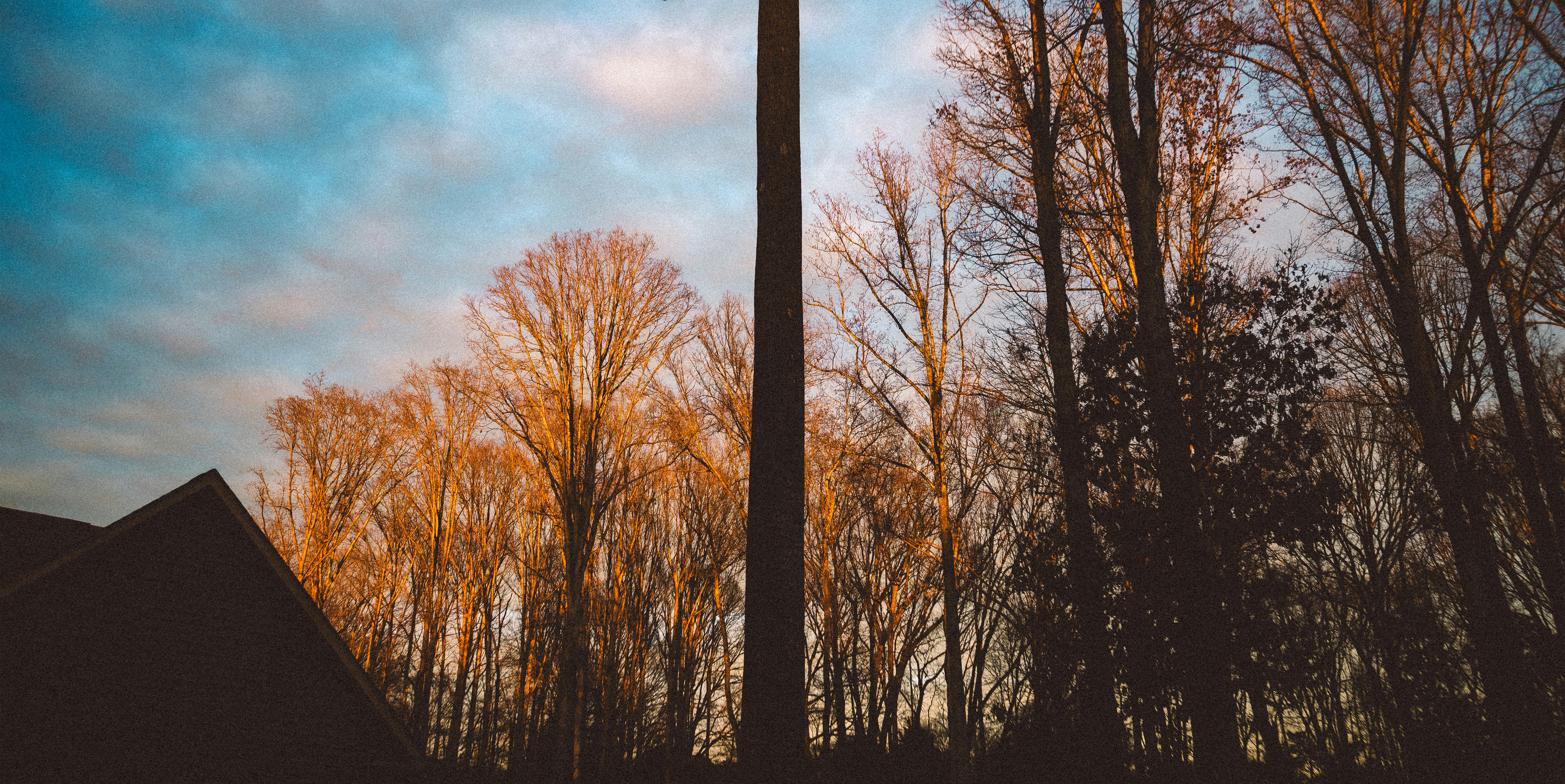 Golden Hour Silence Among Tall Pines