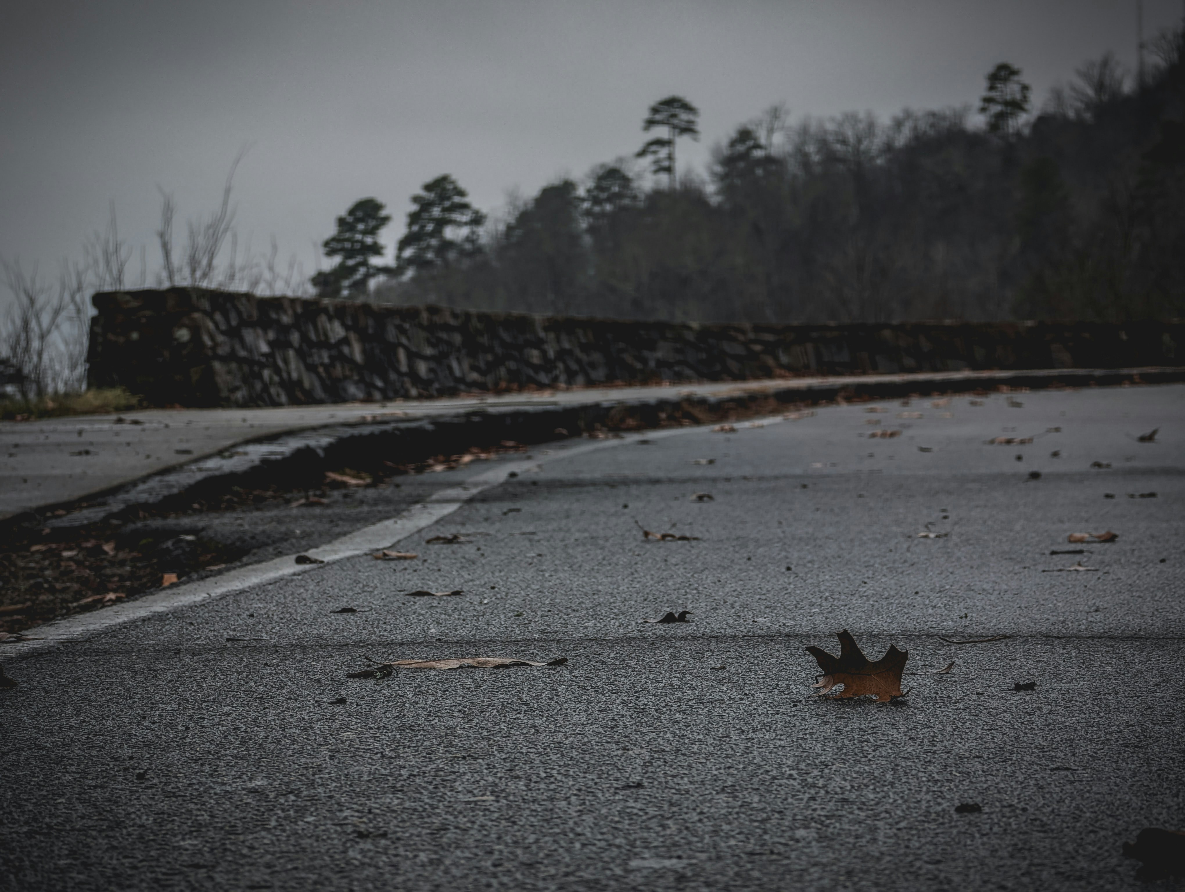 Autumn Road Edge: A Quiet Moment on a Quiet Chase