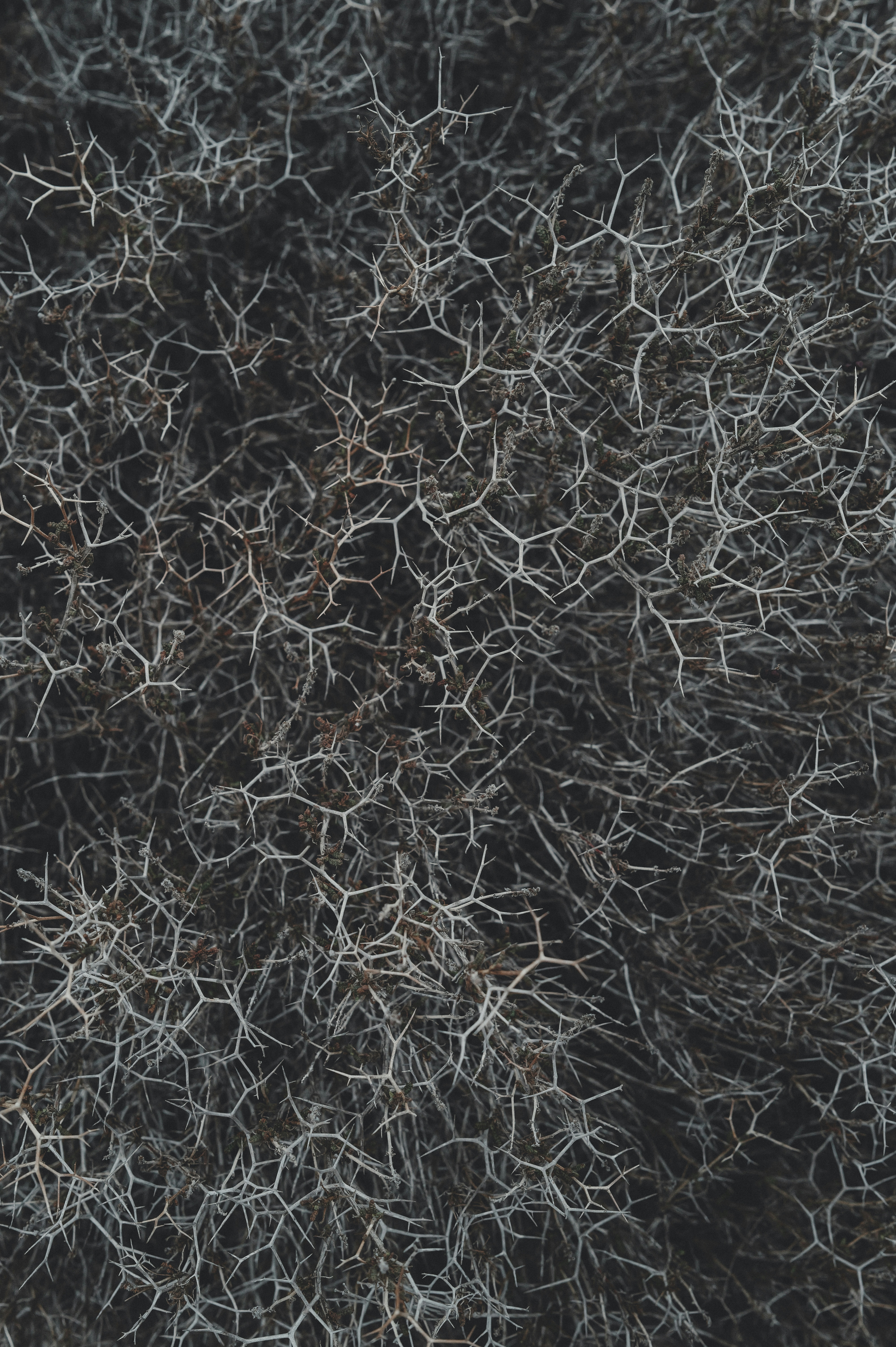 A tangle of pale, thorny twigs forming an intricate natural pattern.