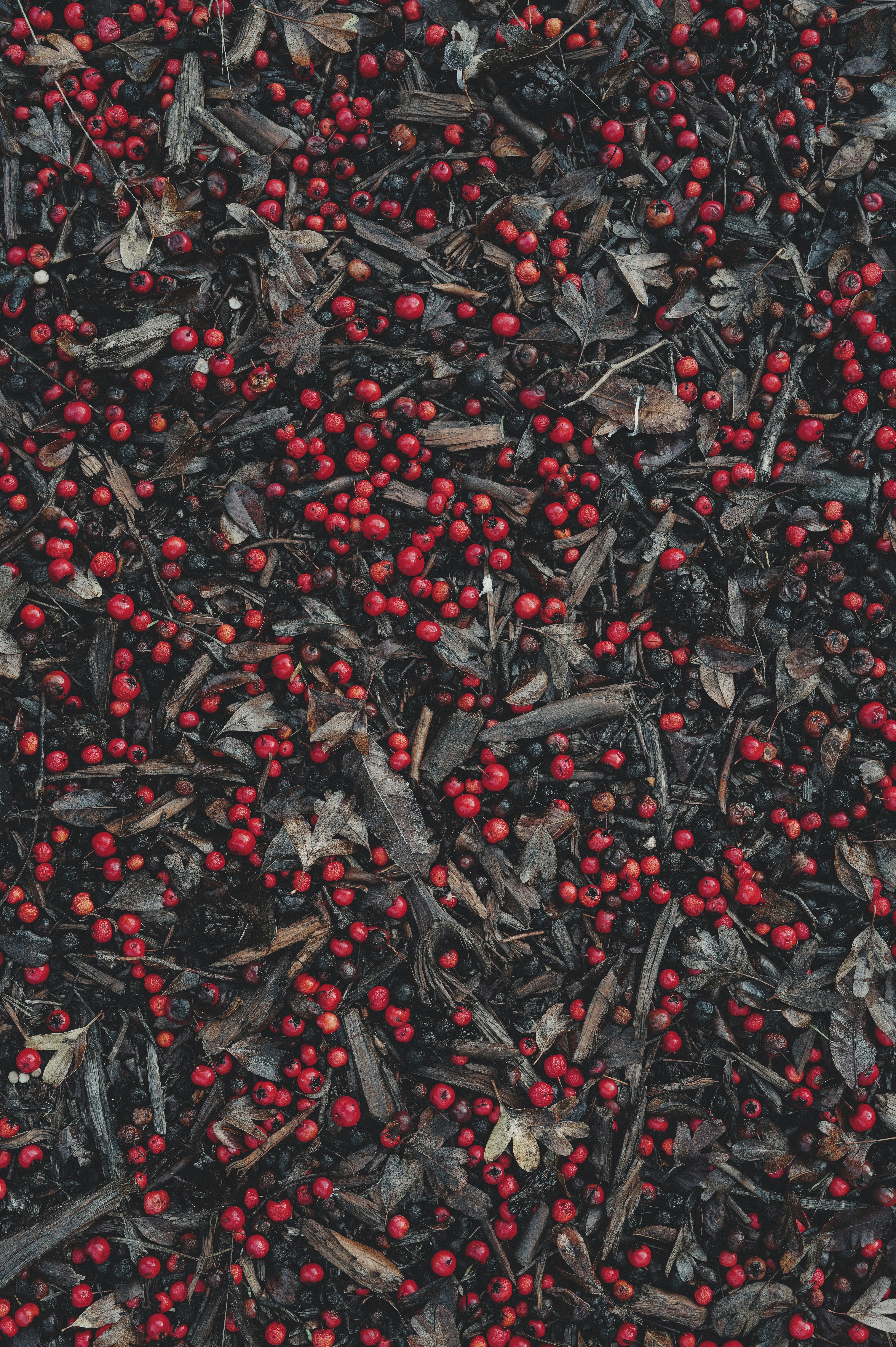 Bright red berries scattered across dark mulch and leaves, creating a bold autumn texture.