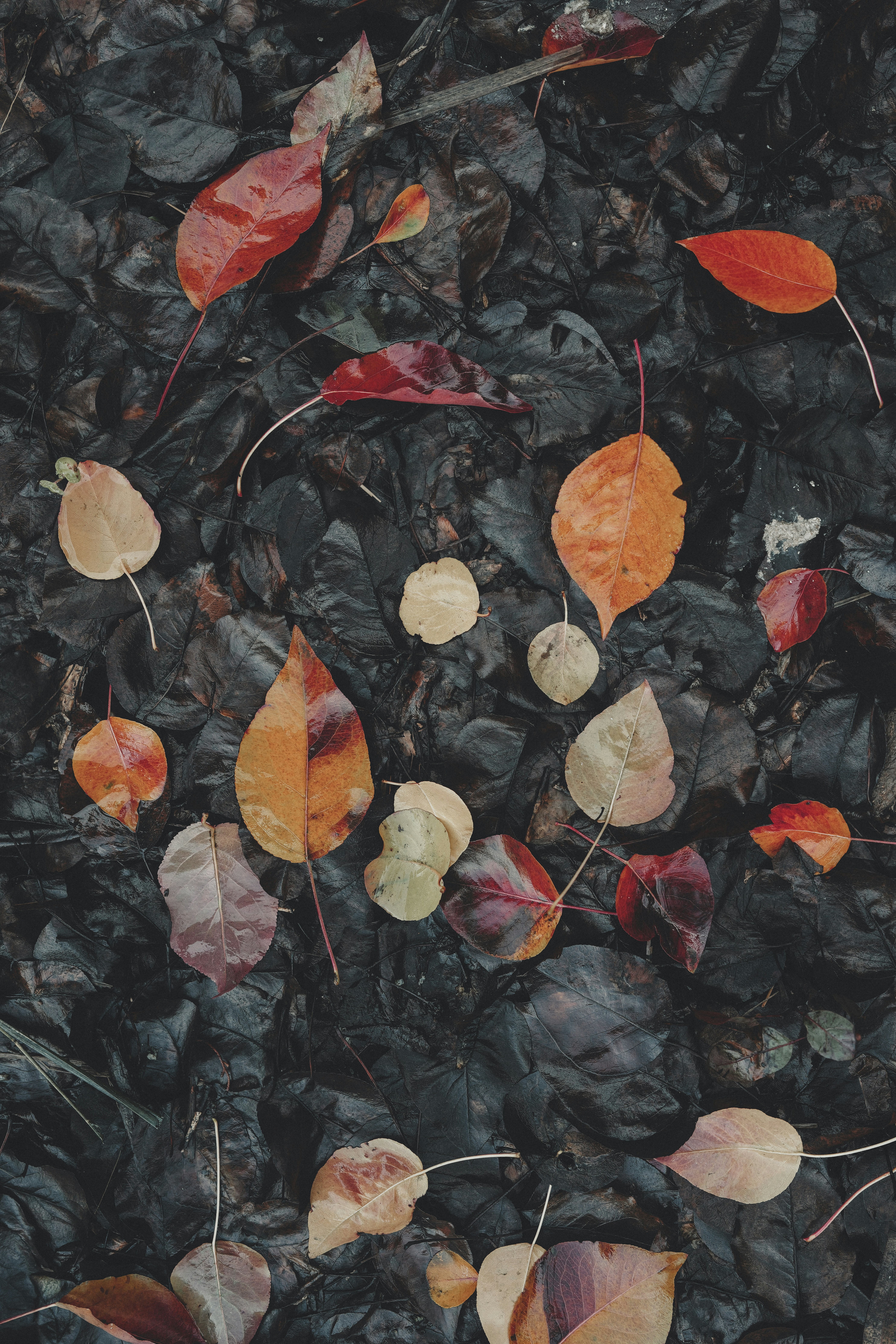 Autumn Leaves on Wet Asphalt: a Quiet Tapestry of Color and Texture