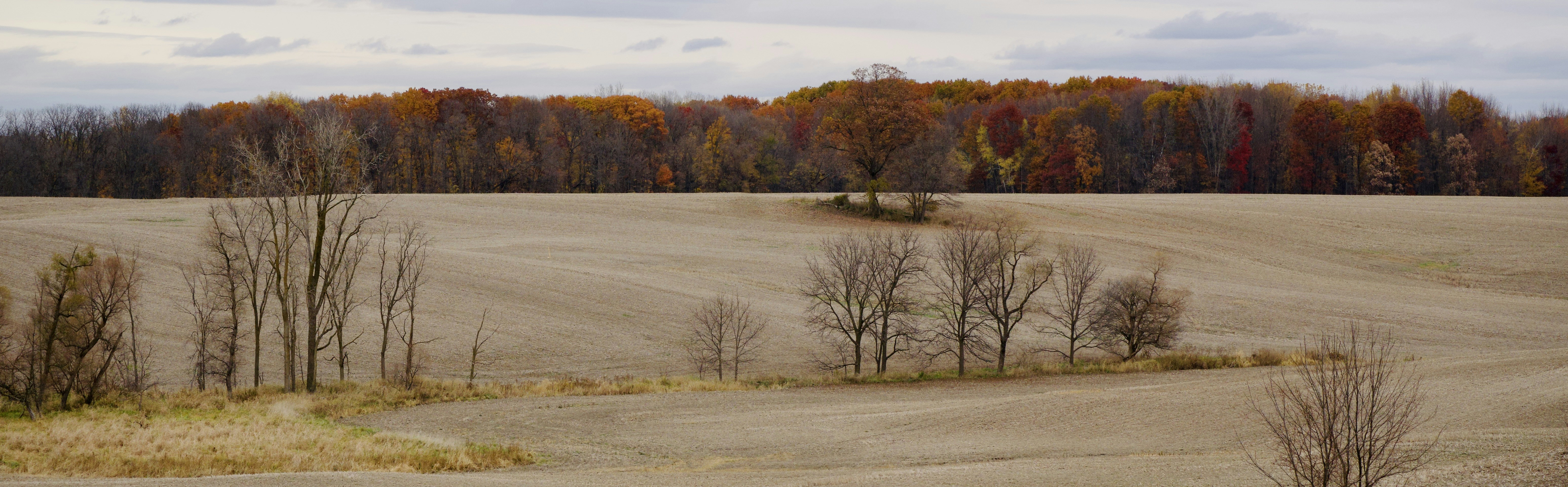 Autumn Plains: Quiet Horizon Over Field Margins