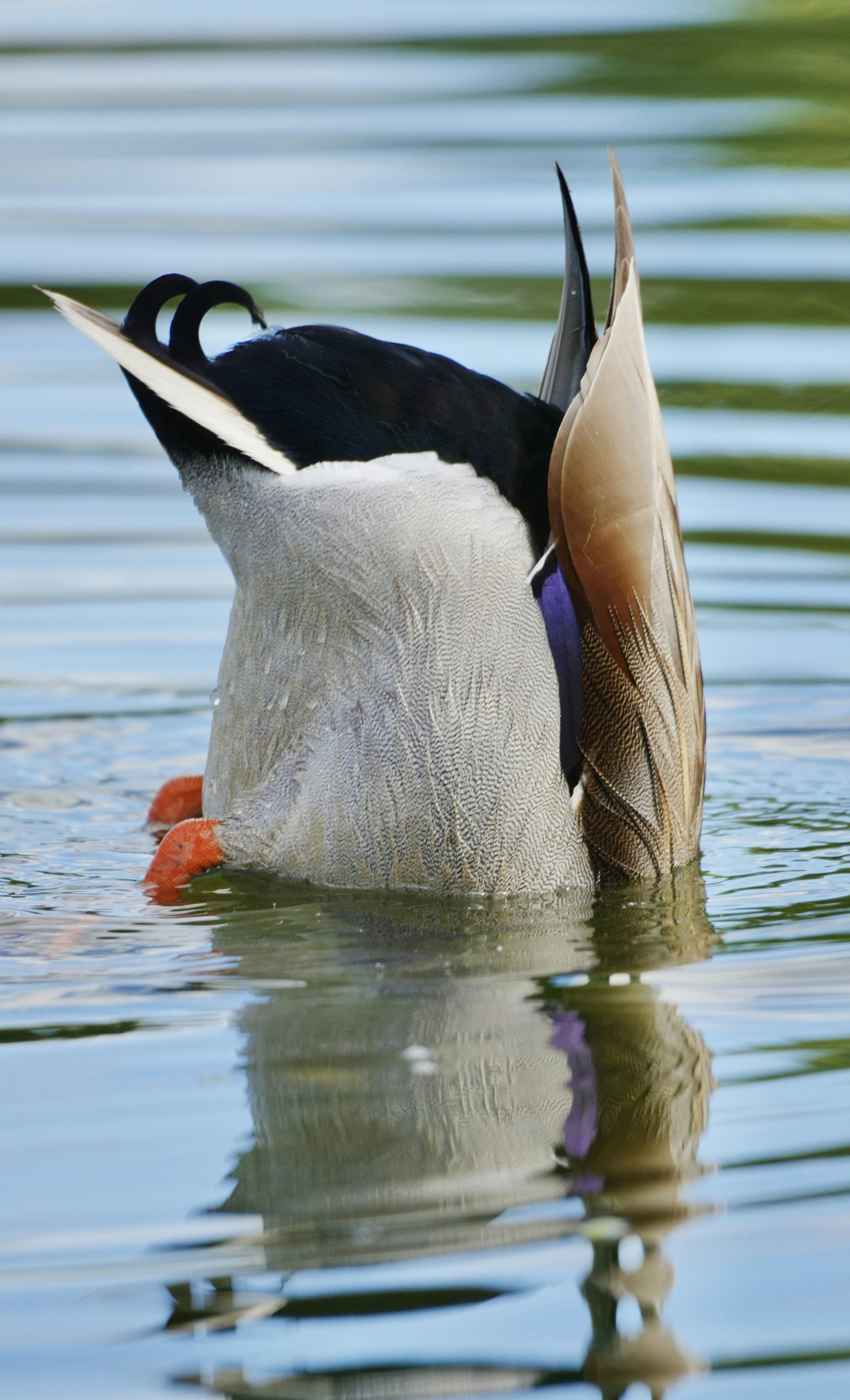 Upside-Down Dive: A Mallard Submerges Behind a Calm Blue Wake