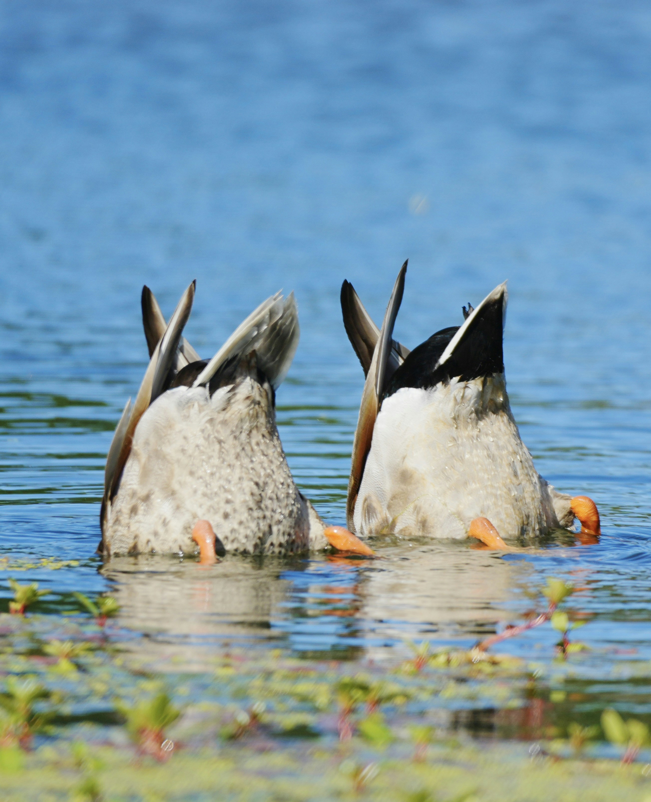 Upside-Down Duo: A Pair of Ducks Resting in a Glassy Pond