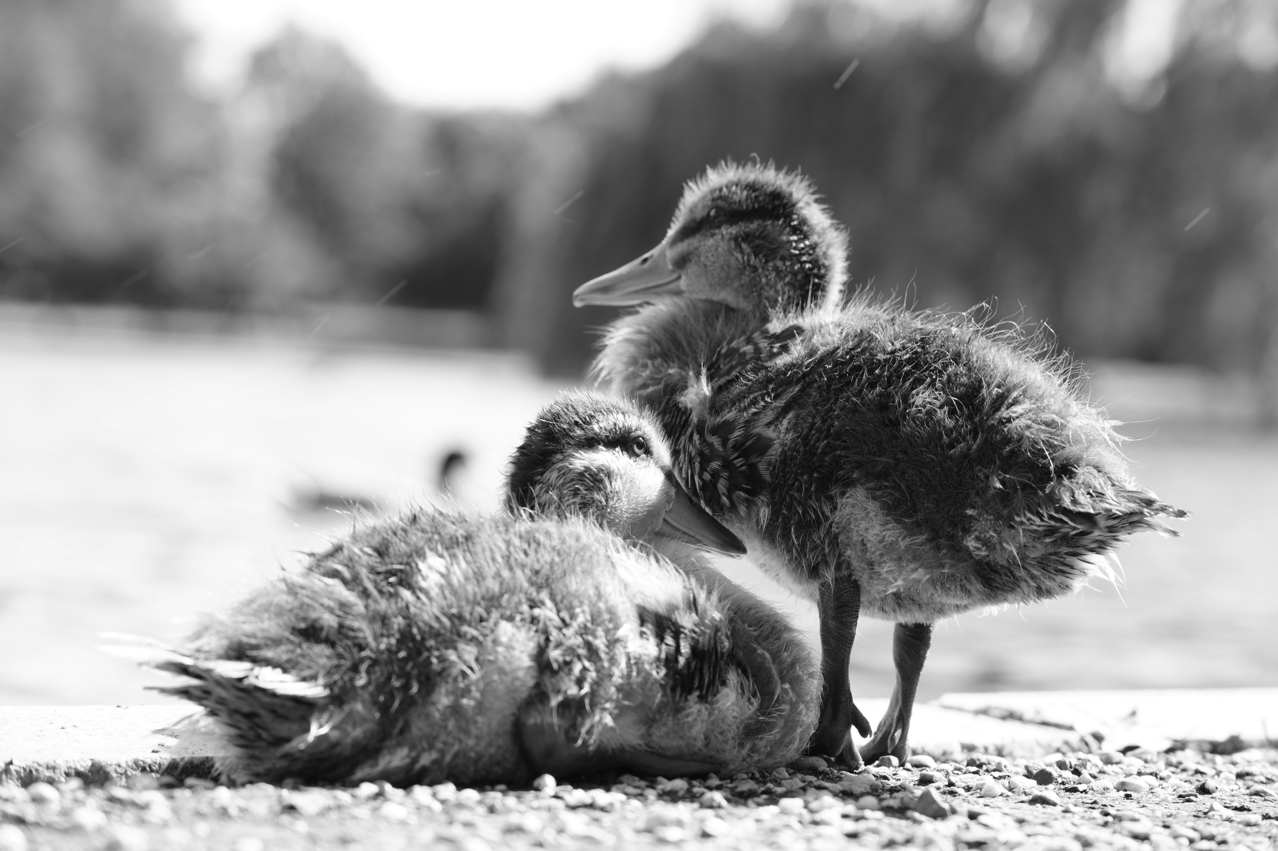 Two ducklings Rest at the Water's Edge