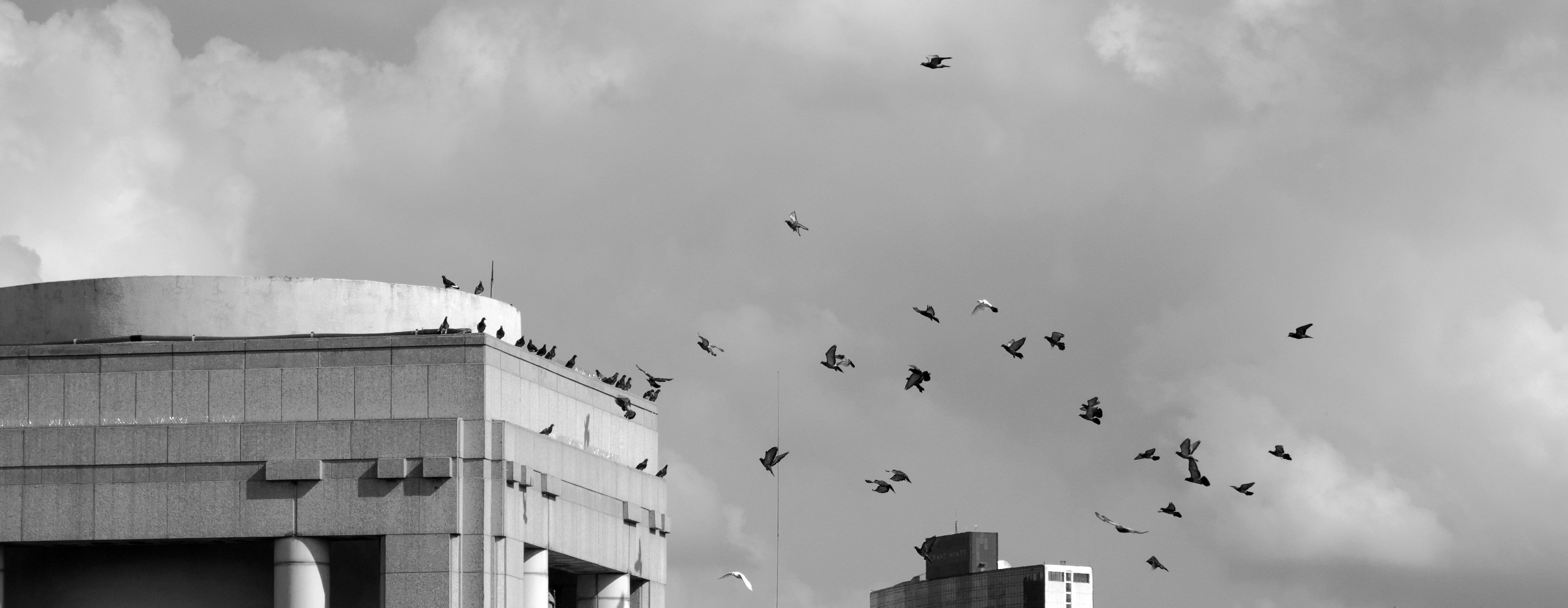 Winged silhouettes over a rooftop: a grayscale urban dawn