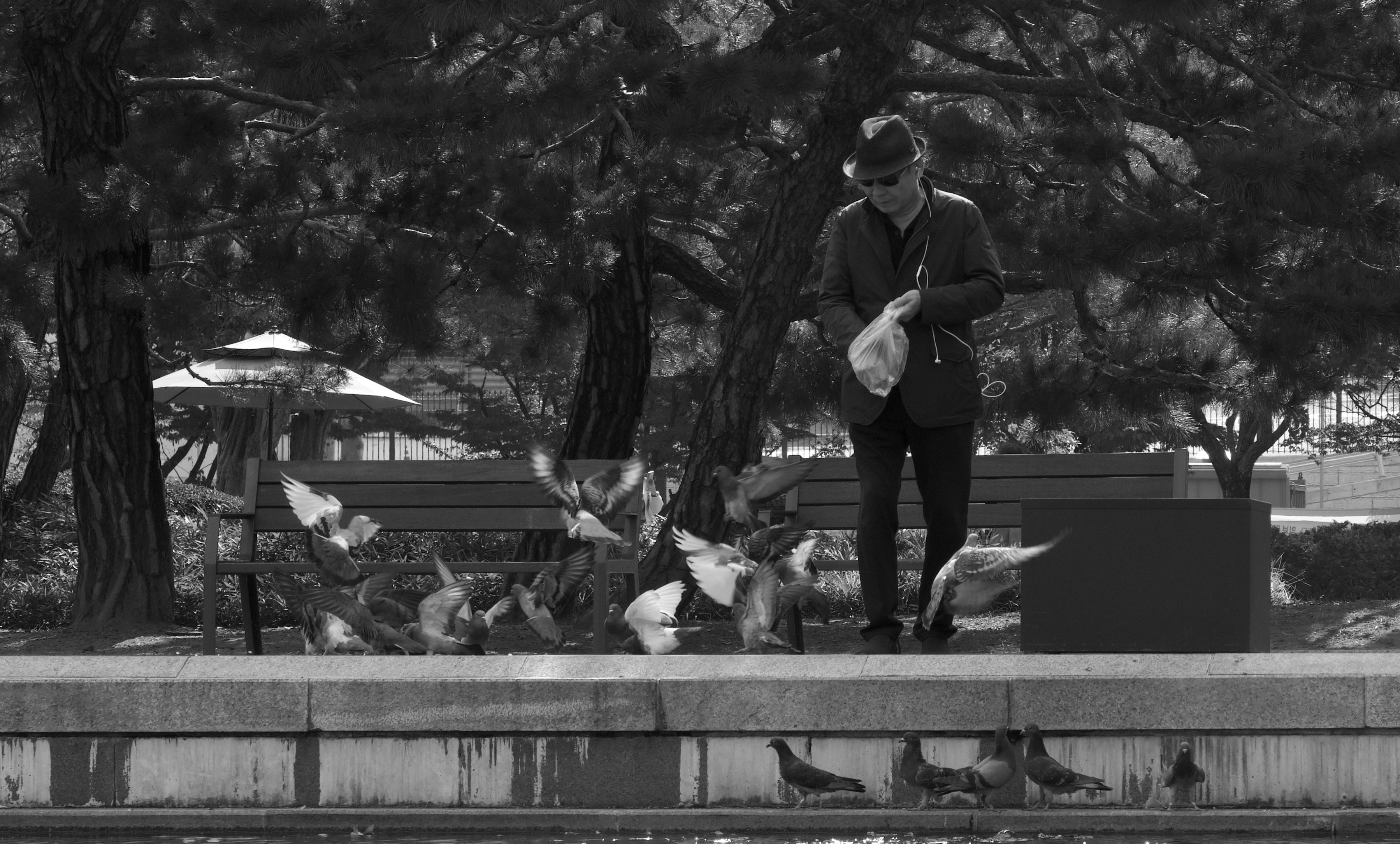Pigeons in the Plaza: A Quiet Moment by the Water