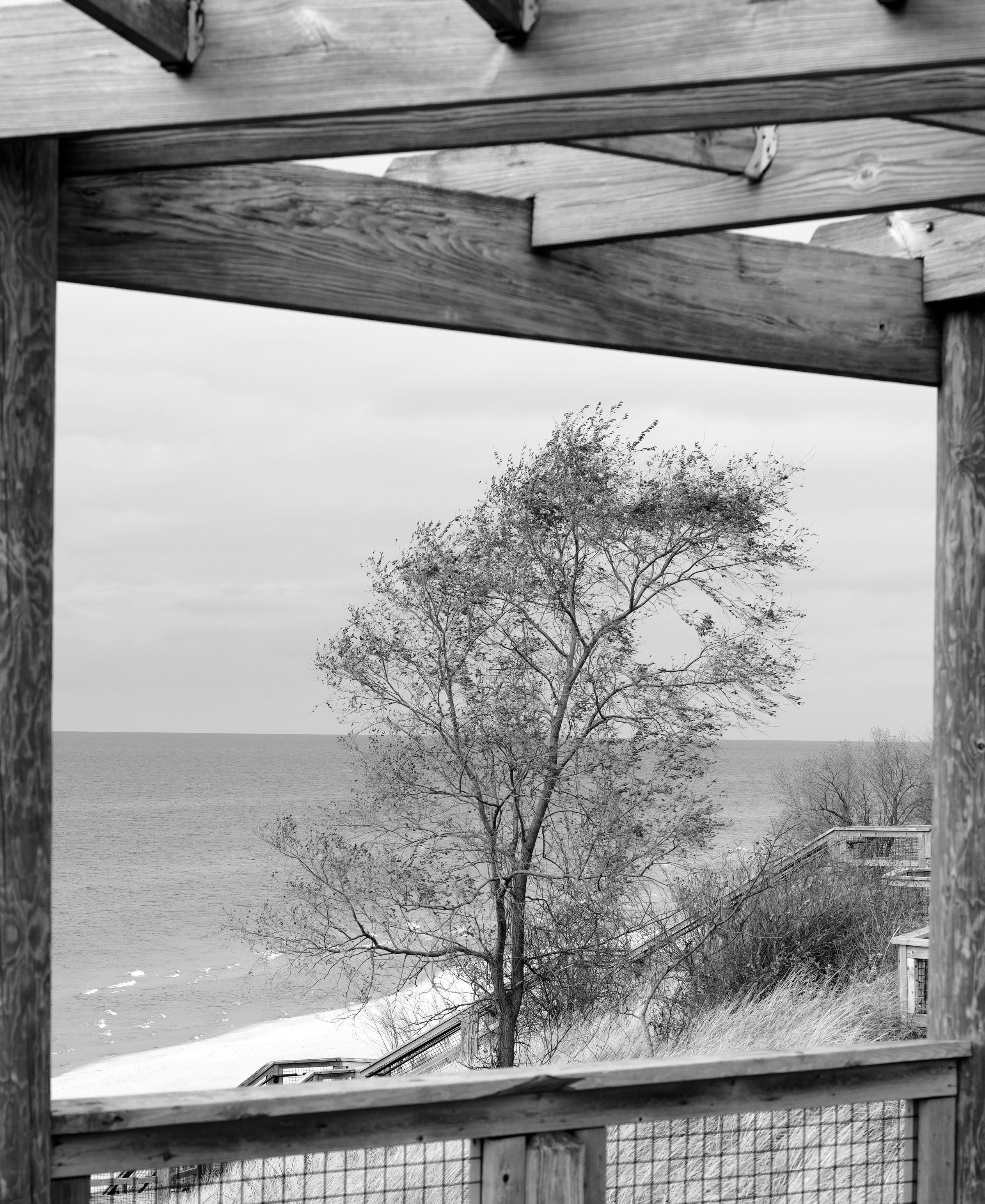 Frame Within a Frame: Tree Centered Underweathered Pergola
