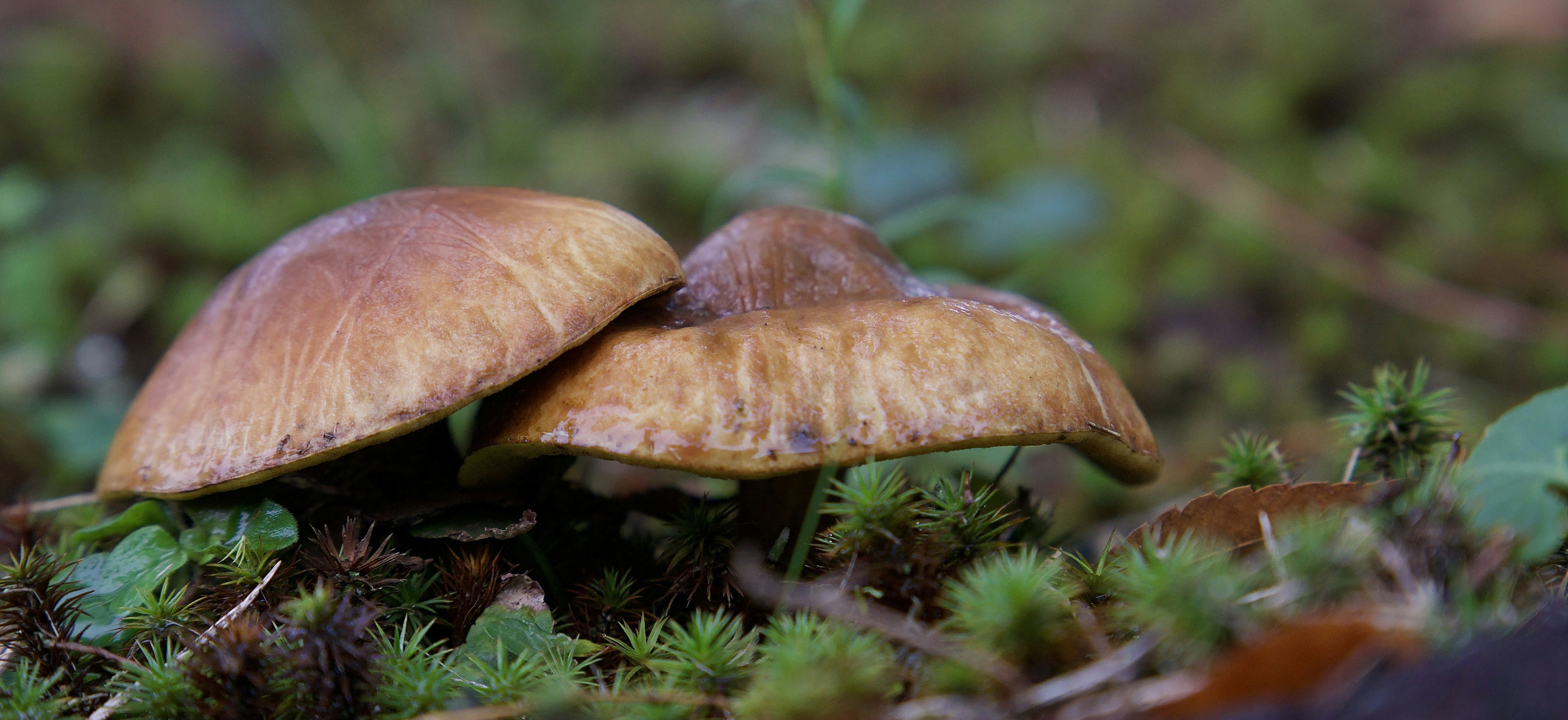 Mushroom Tranquility: A Trio of Brown Caps Resting Amid Moss