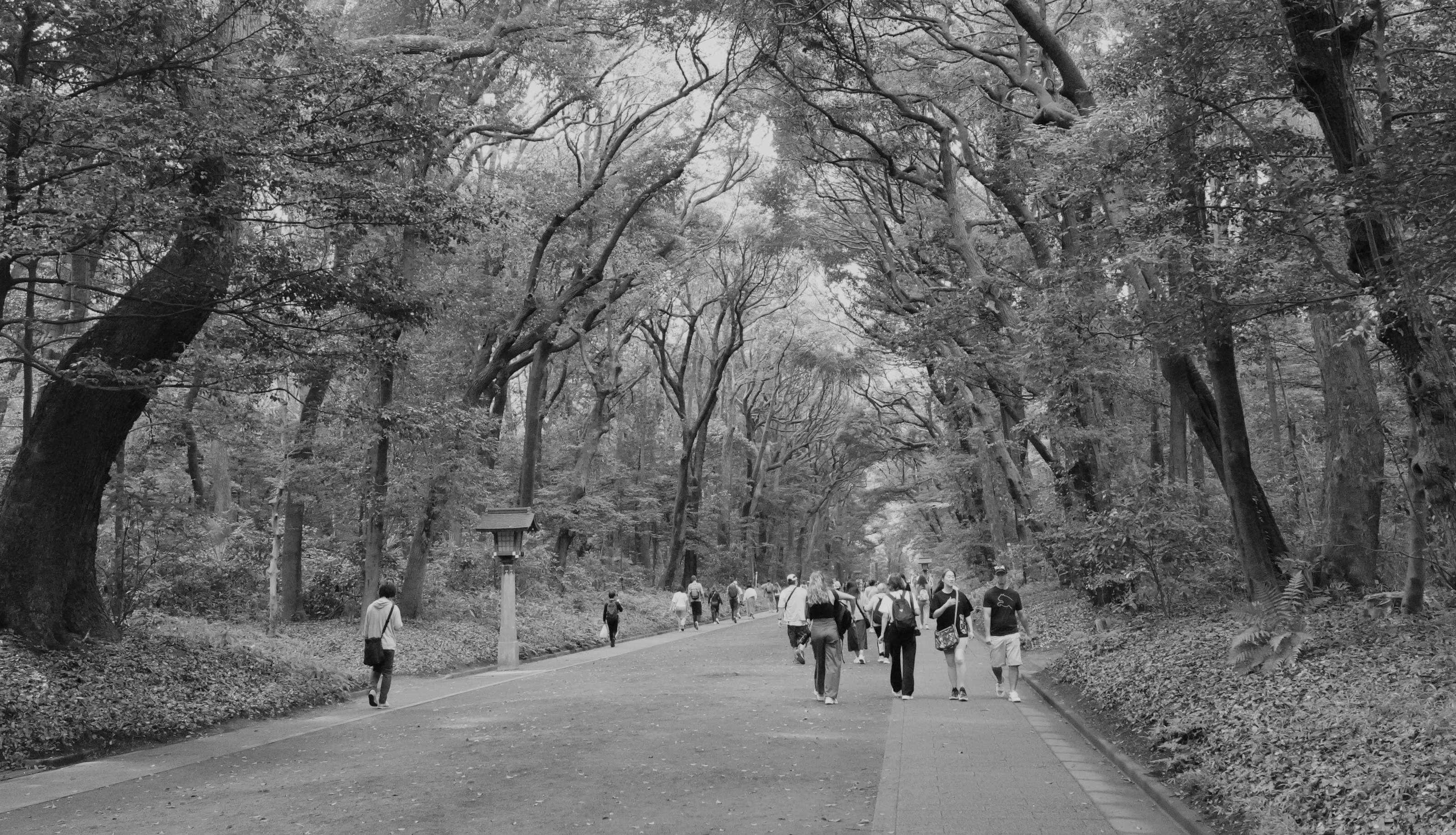 People Parade Down a Shaded Park Road