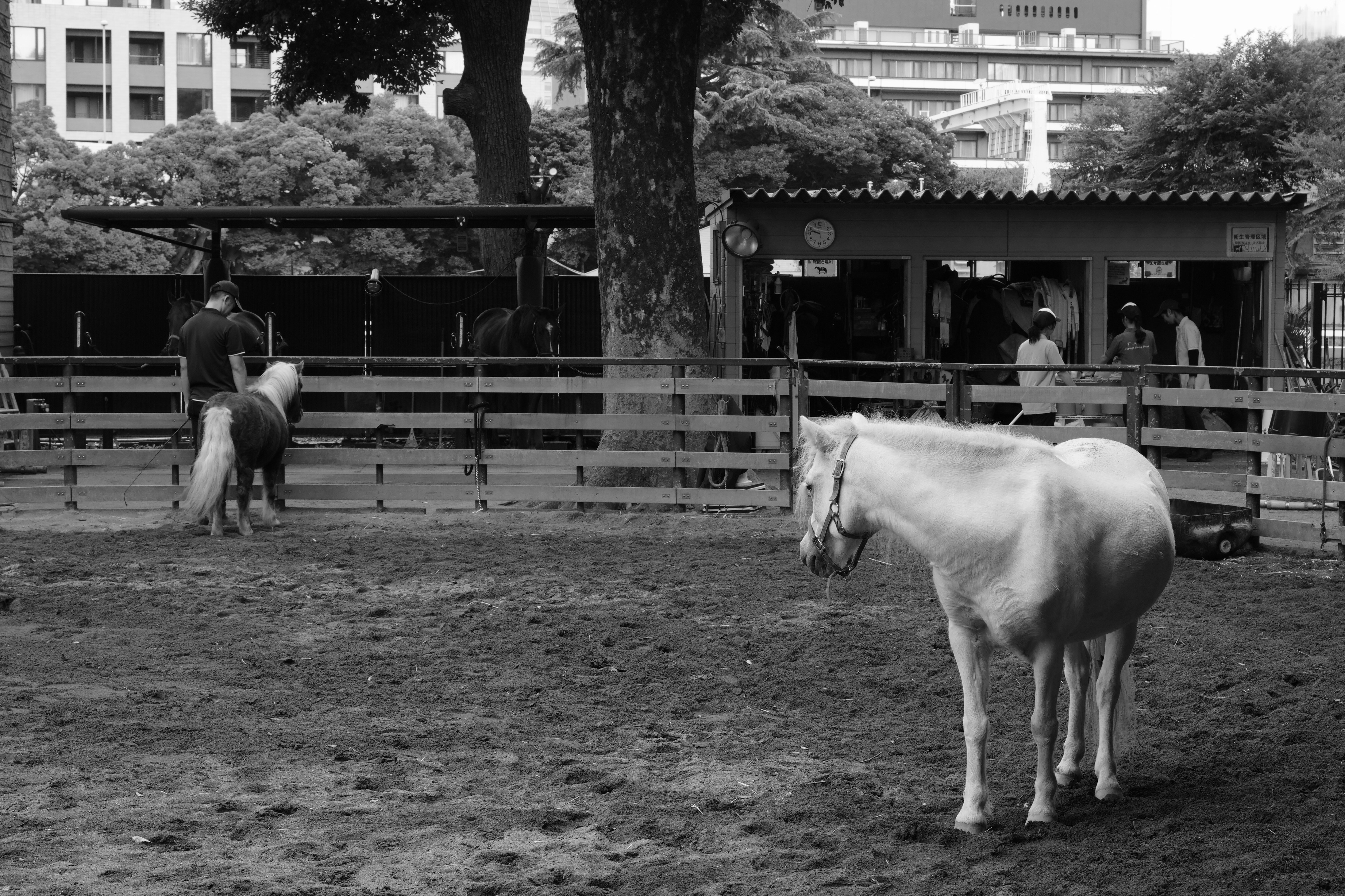 Quiet Stand at the Horse Enclosure