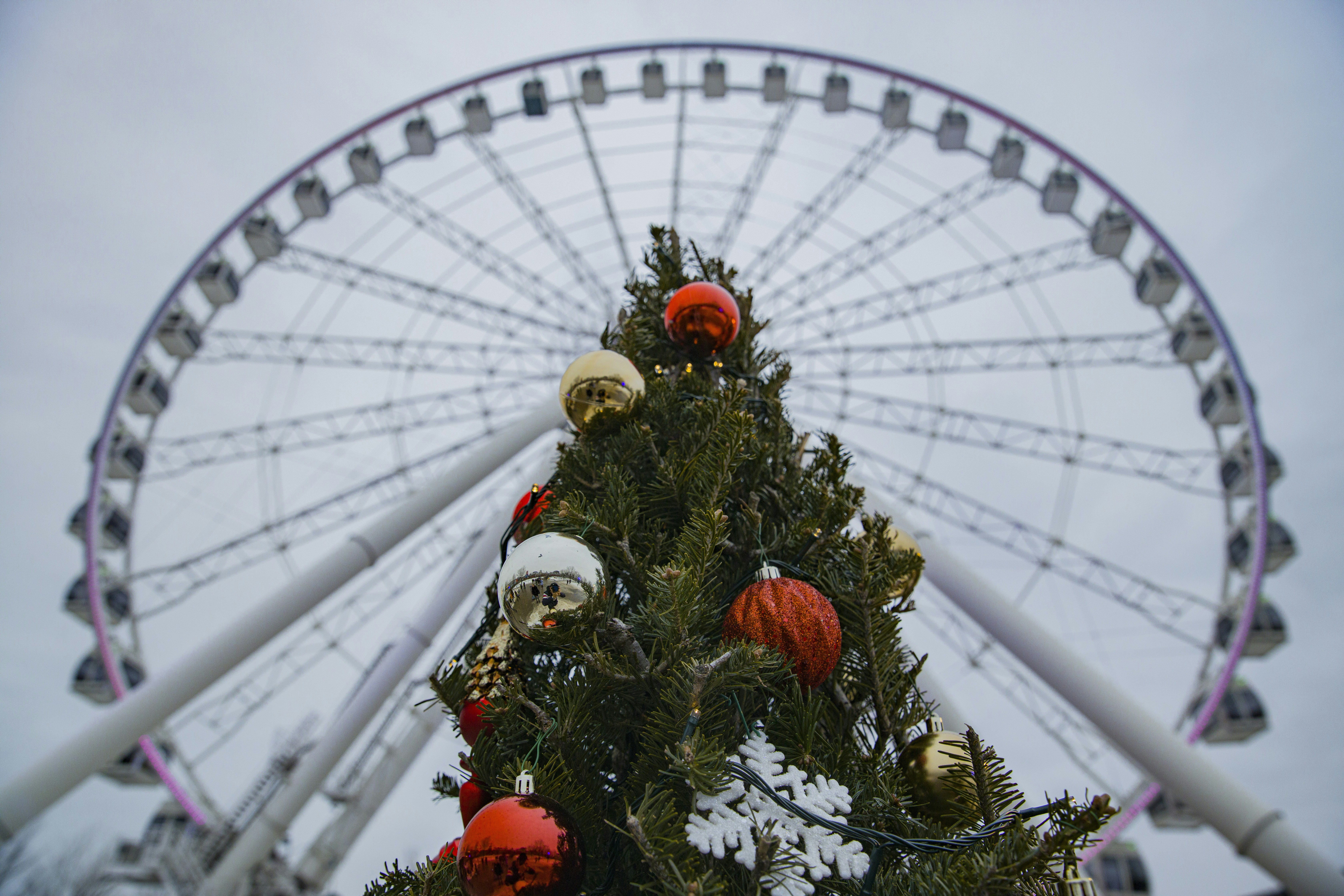 Ornamented pine peering beneath the Giant Wheel