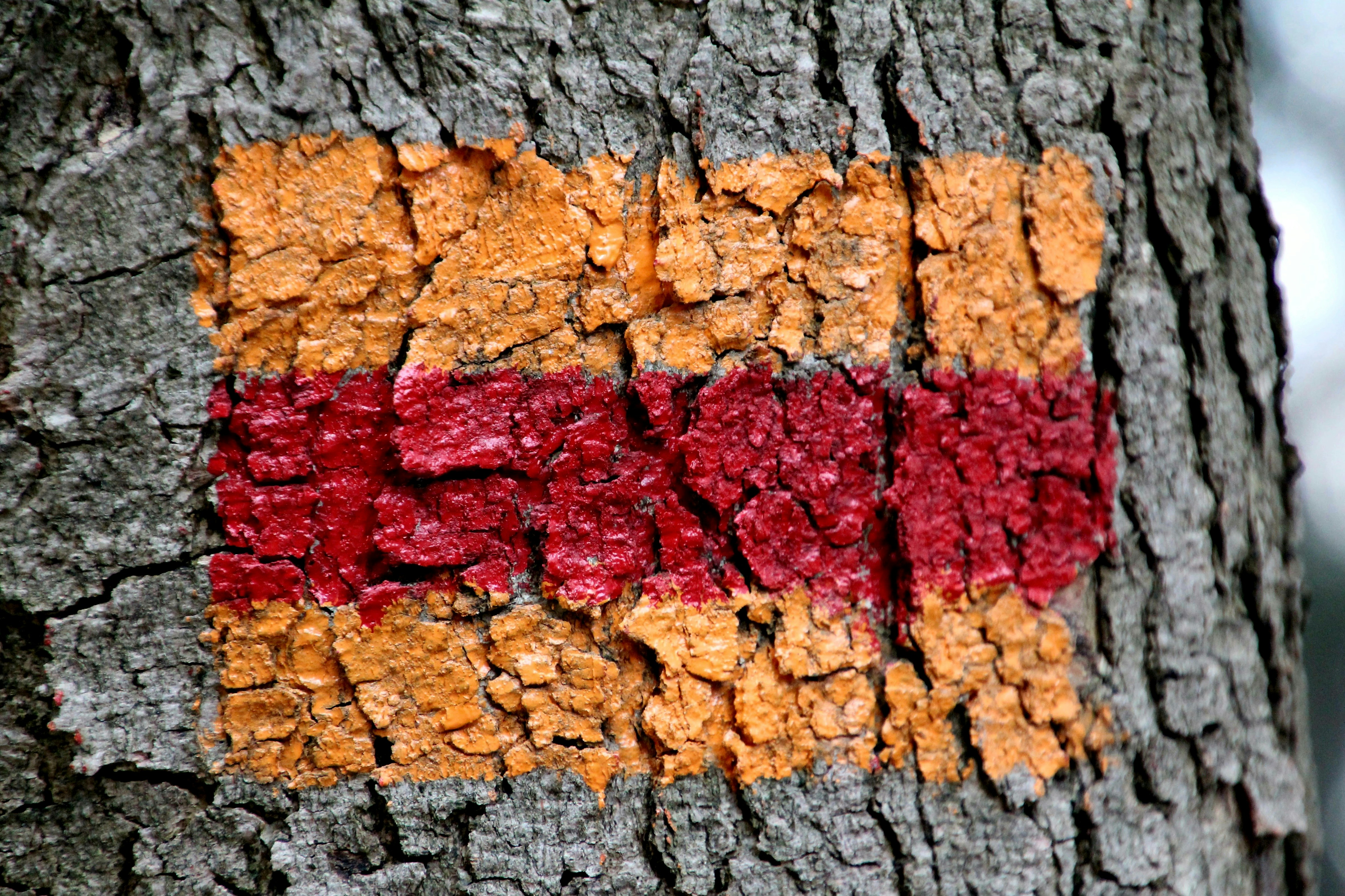 Painted Bark: A Cracked Log Ledger of Color on Wood