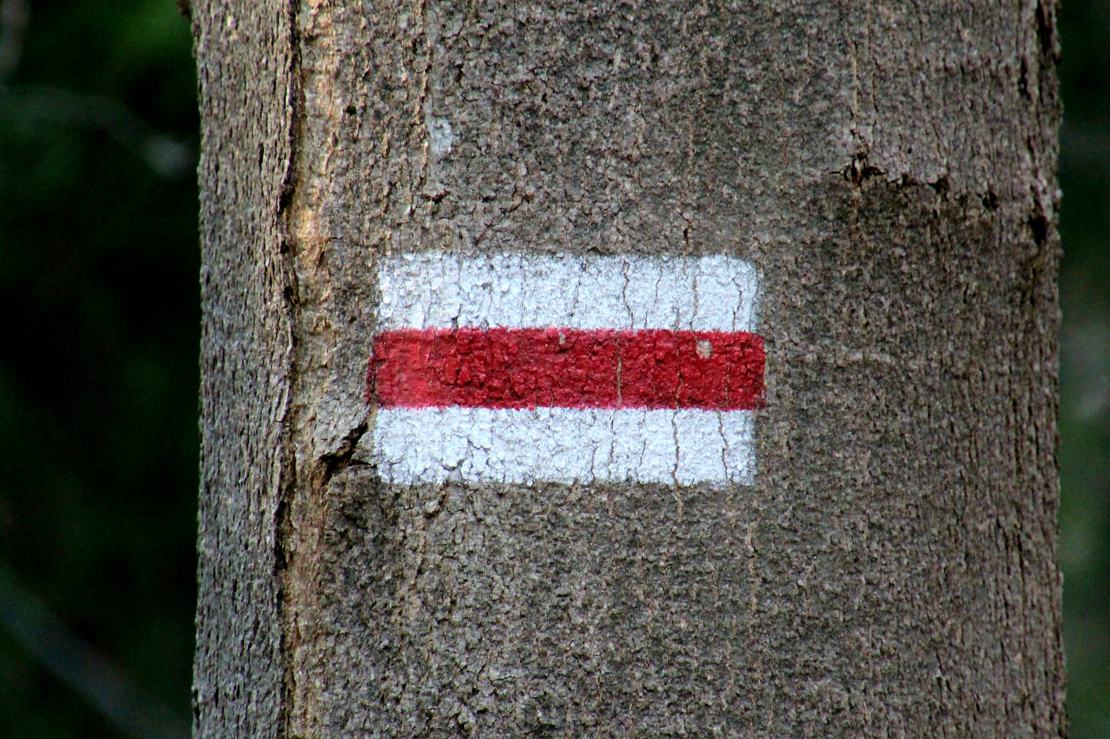 White Bark Mark with Red Stripe on Forest Trunk