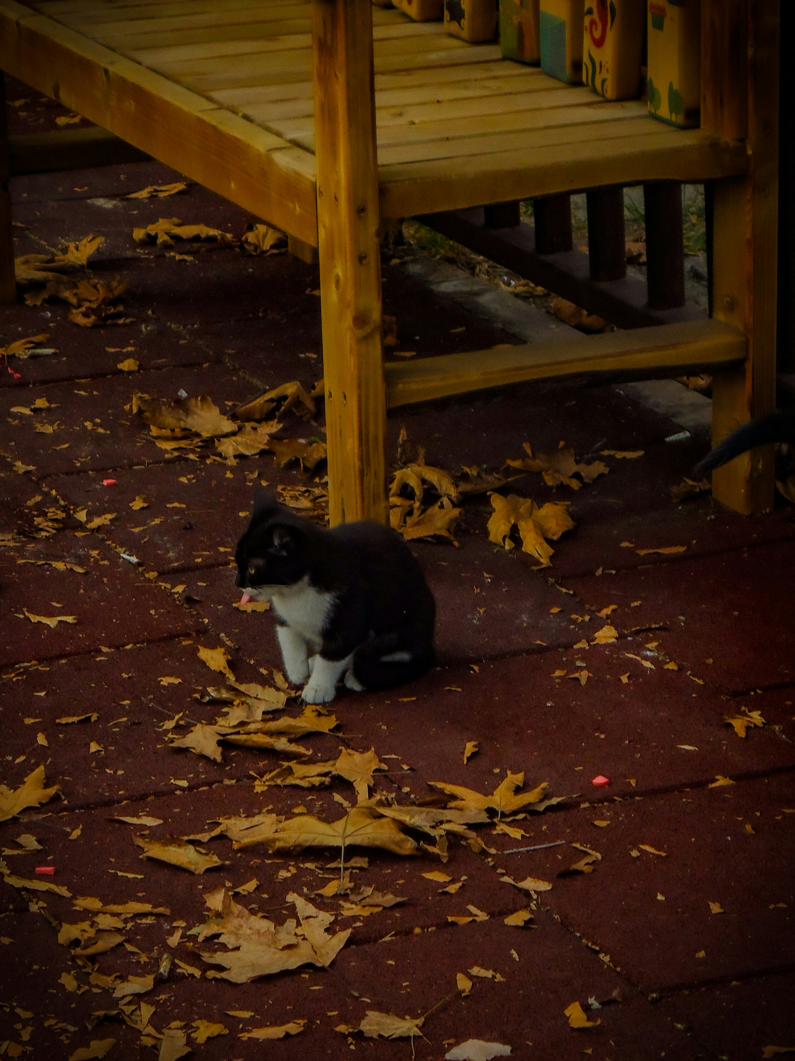 Black and white cat sitting on wooden deck with leaves