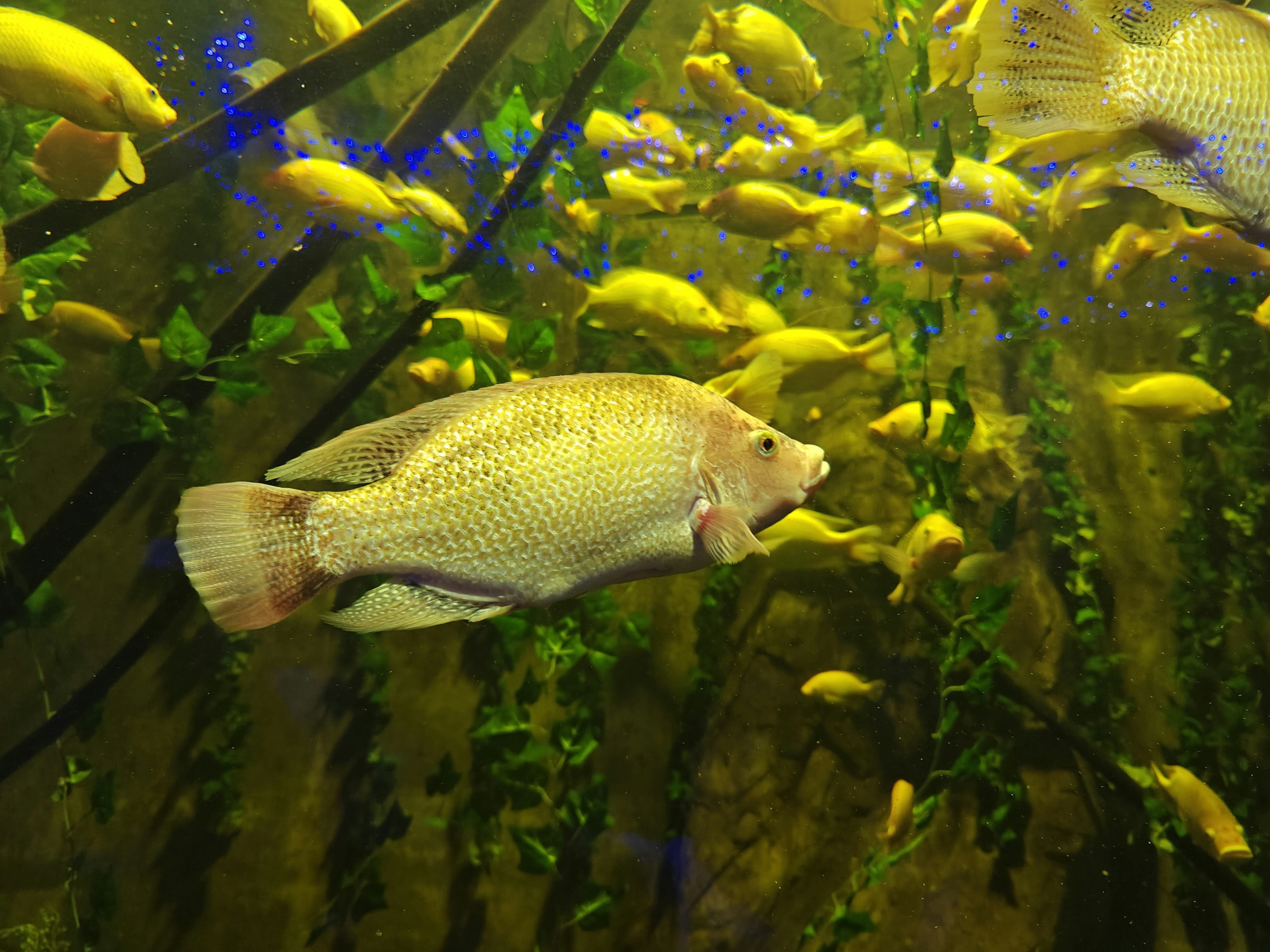 A school of yellow fish swimming in an aquarium.