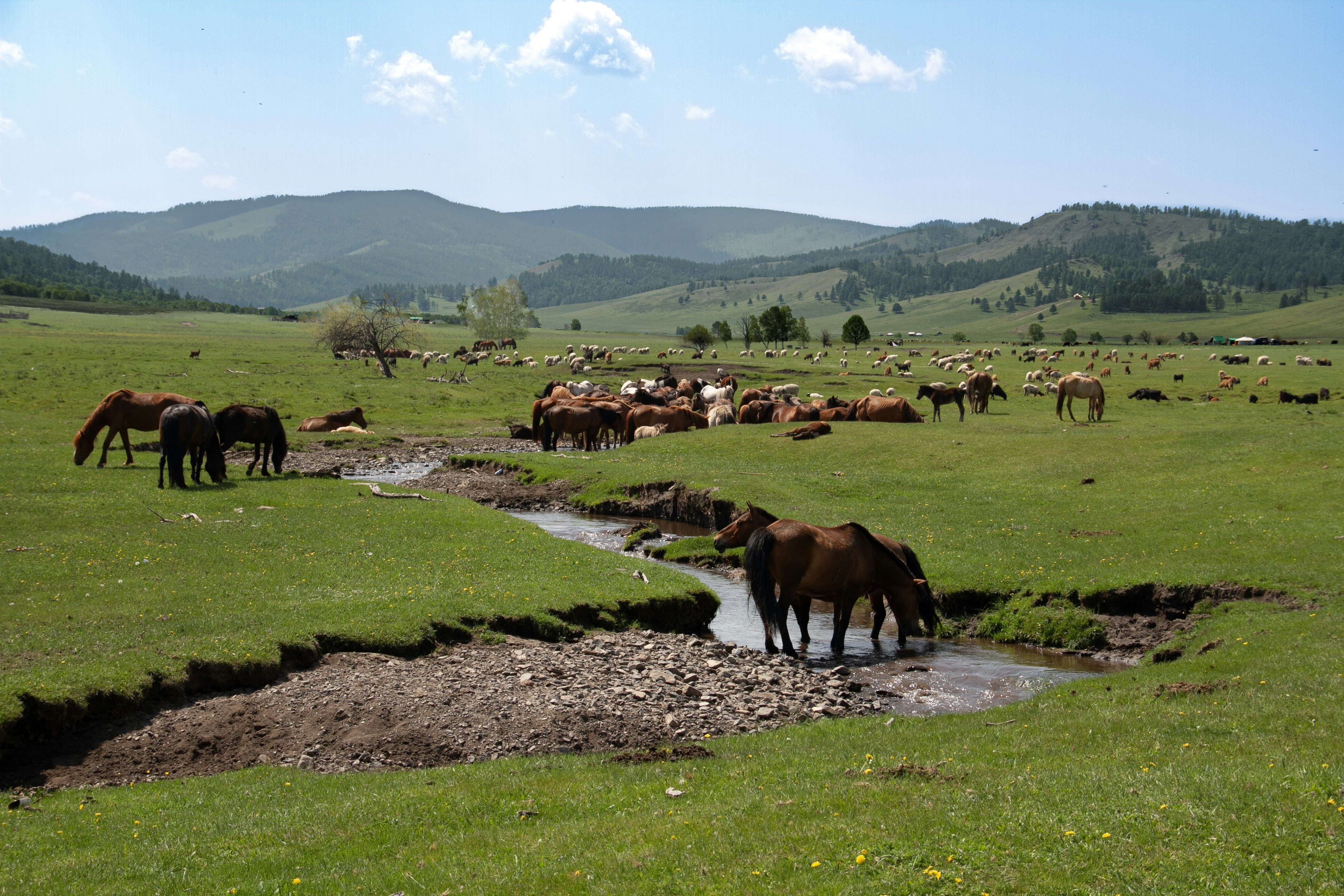 Pasture Chorus: Cattle by a Gentle Stream under a Blue Sky