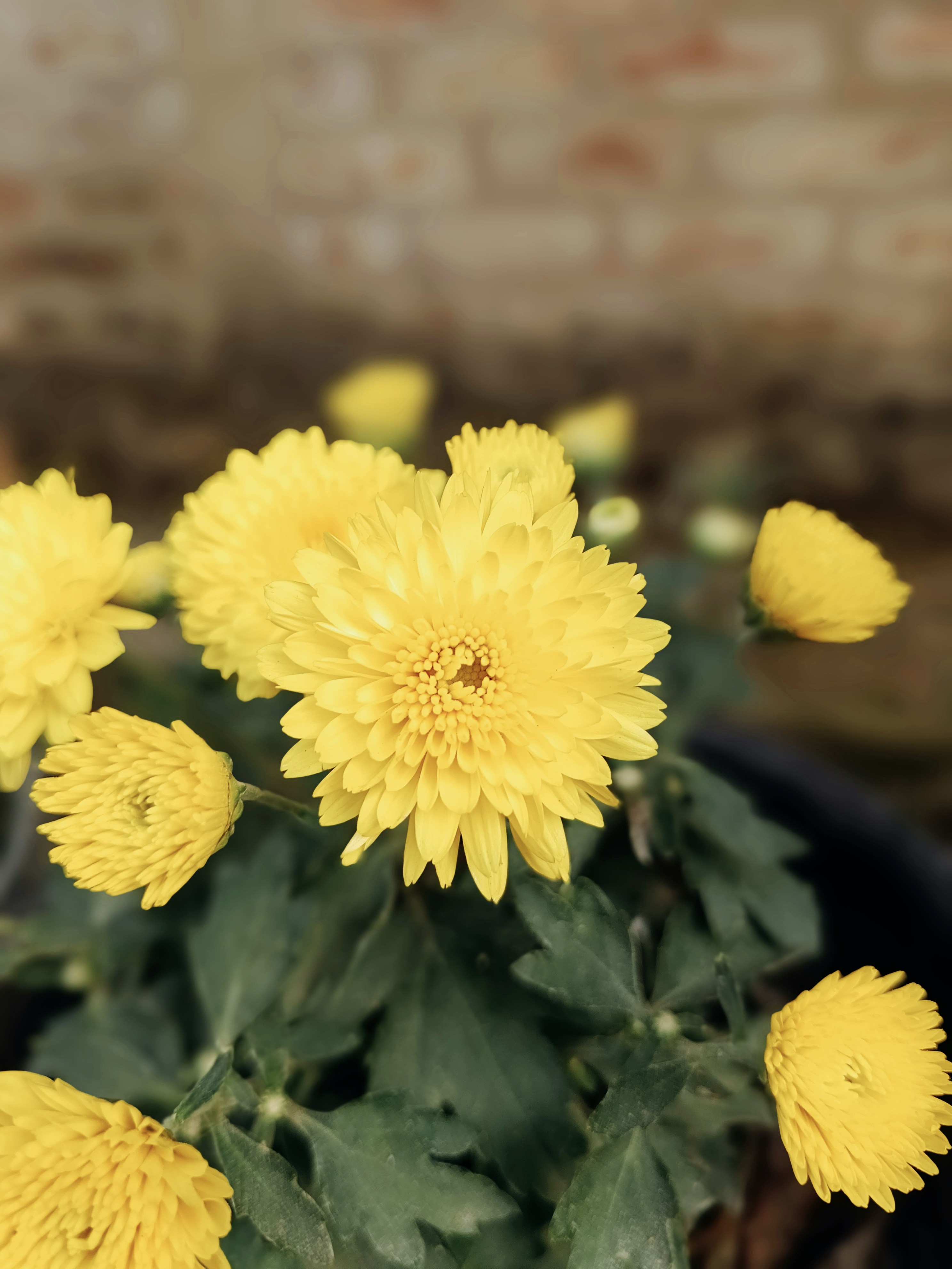 A cluster of bright yellow mums with green leaves. photo – Free Flower ...