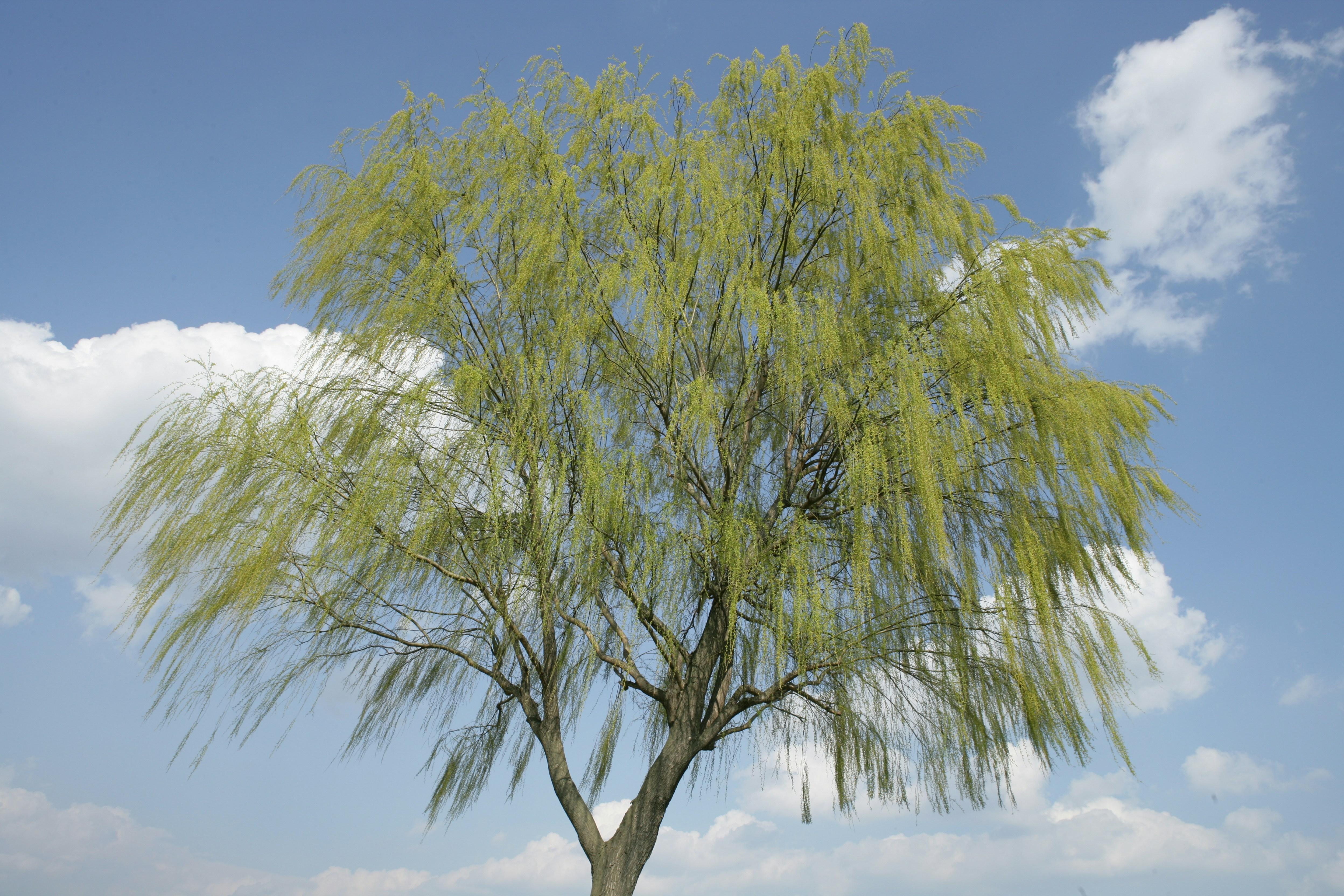 Willow in the Sky: A Sunlit canopy against a clear blue expanse