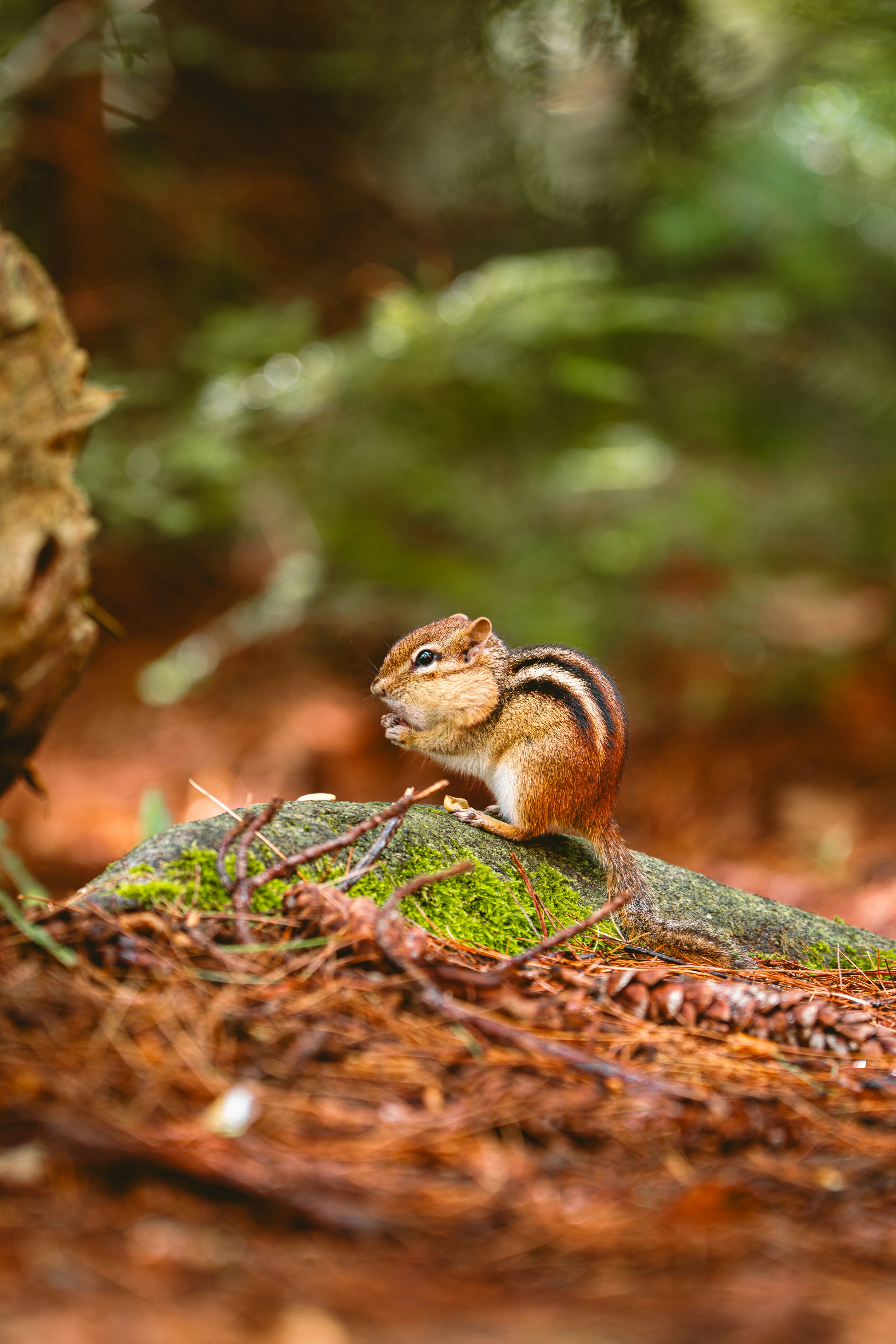 Tiny Ranger on a Mossy Rock
