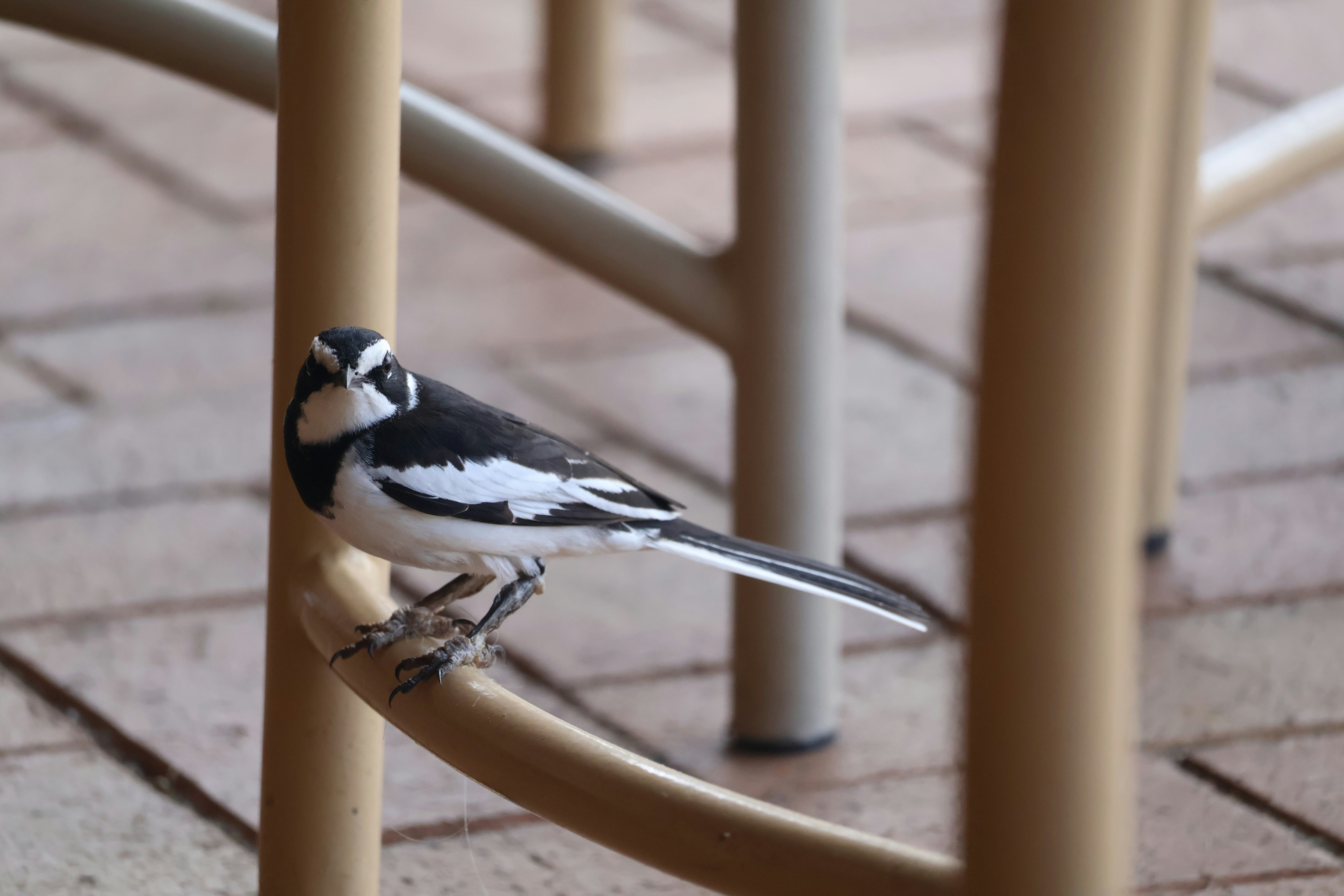 Black‑and‑white bird perched among curved railing tubes