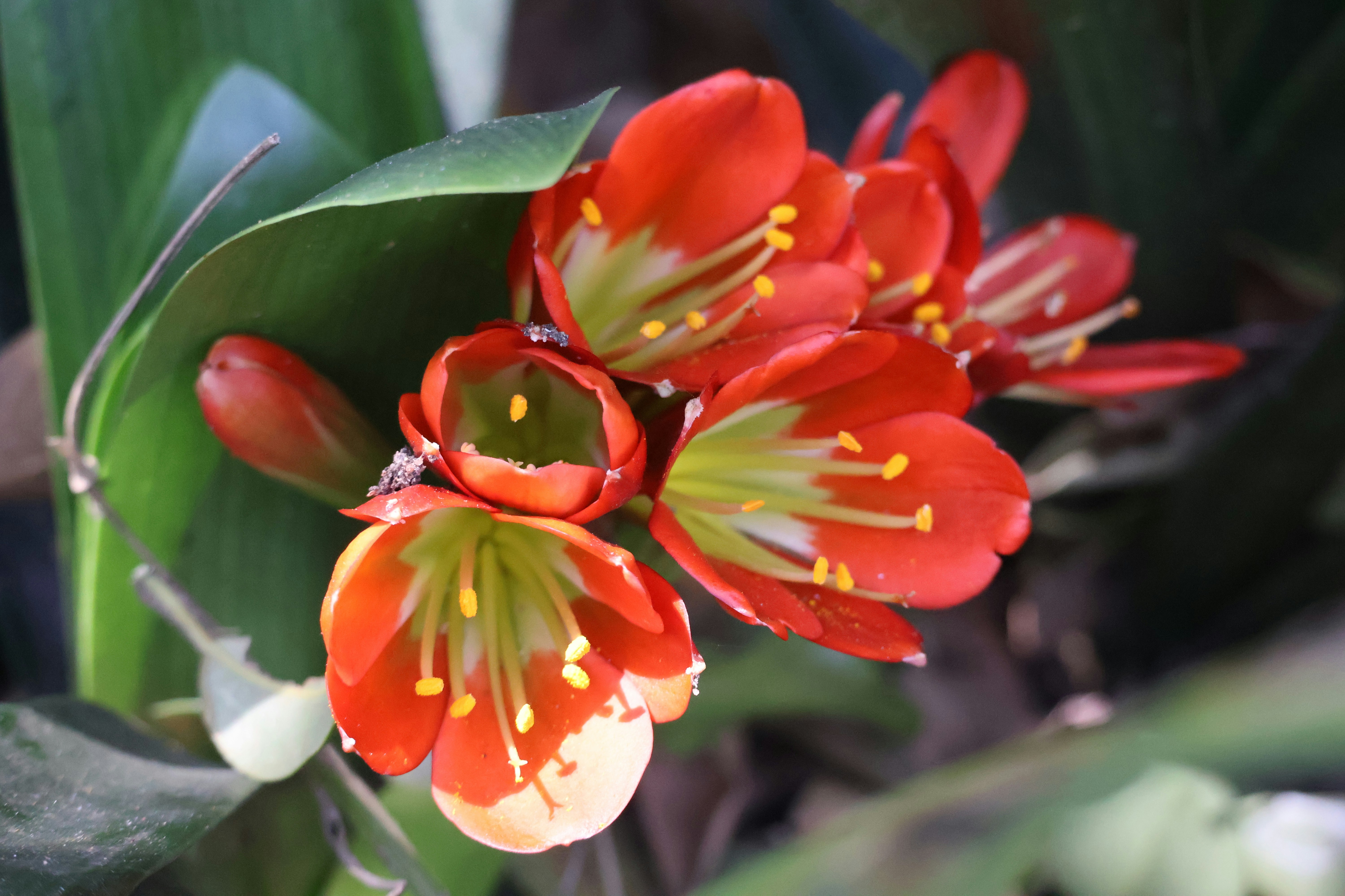 Petals in Focus: A Close Bloom of Red and Yellow Anthers