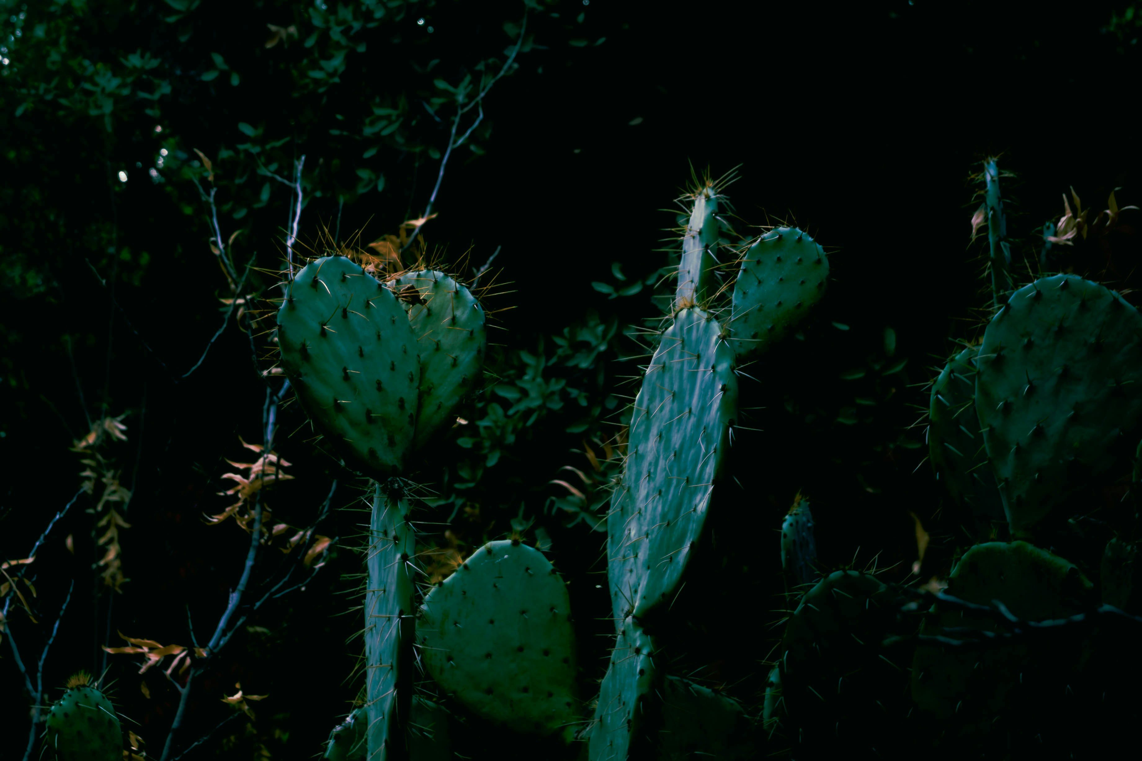 Photo by Mason Mulcahy