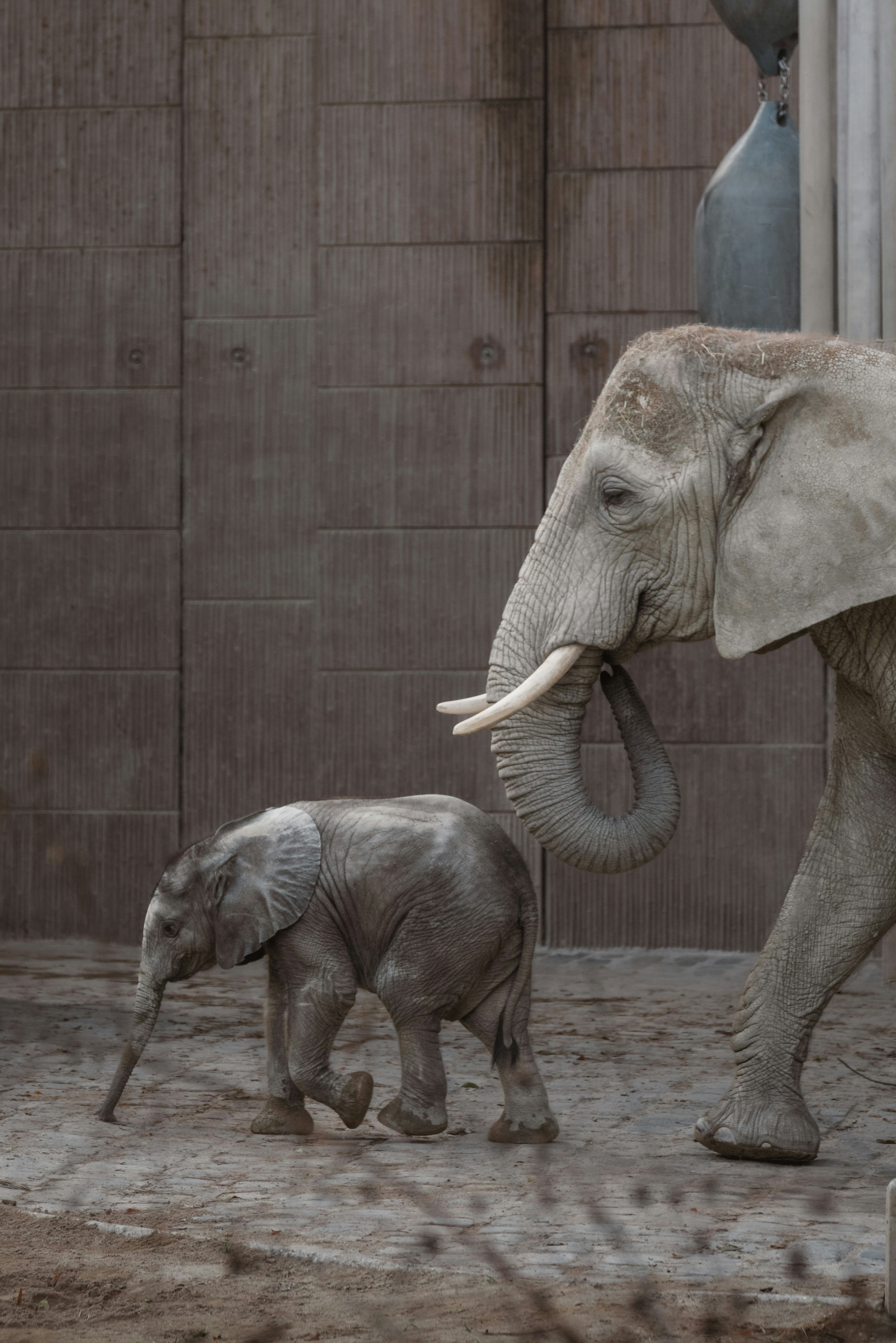 Mother Elephant and Calf Stepping Through Earth and Stone