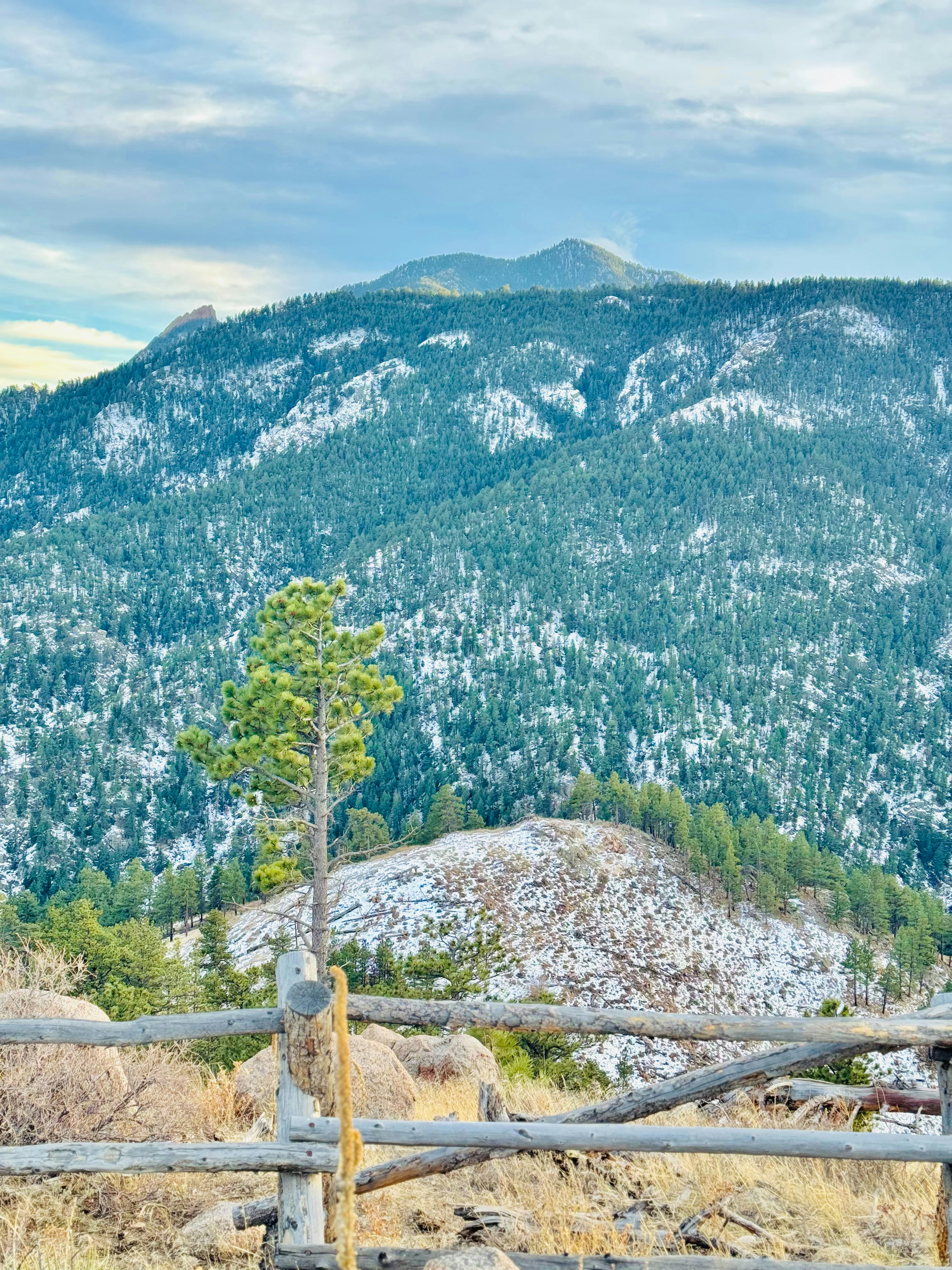 Snow-Peppered Pines Overlooking a Rustic Fence