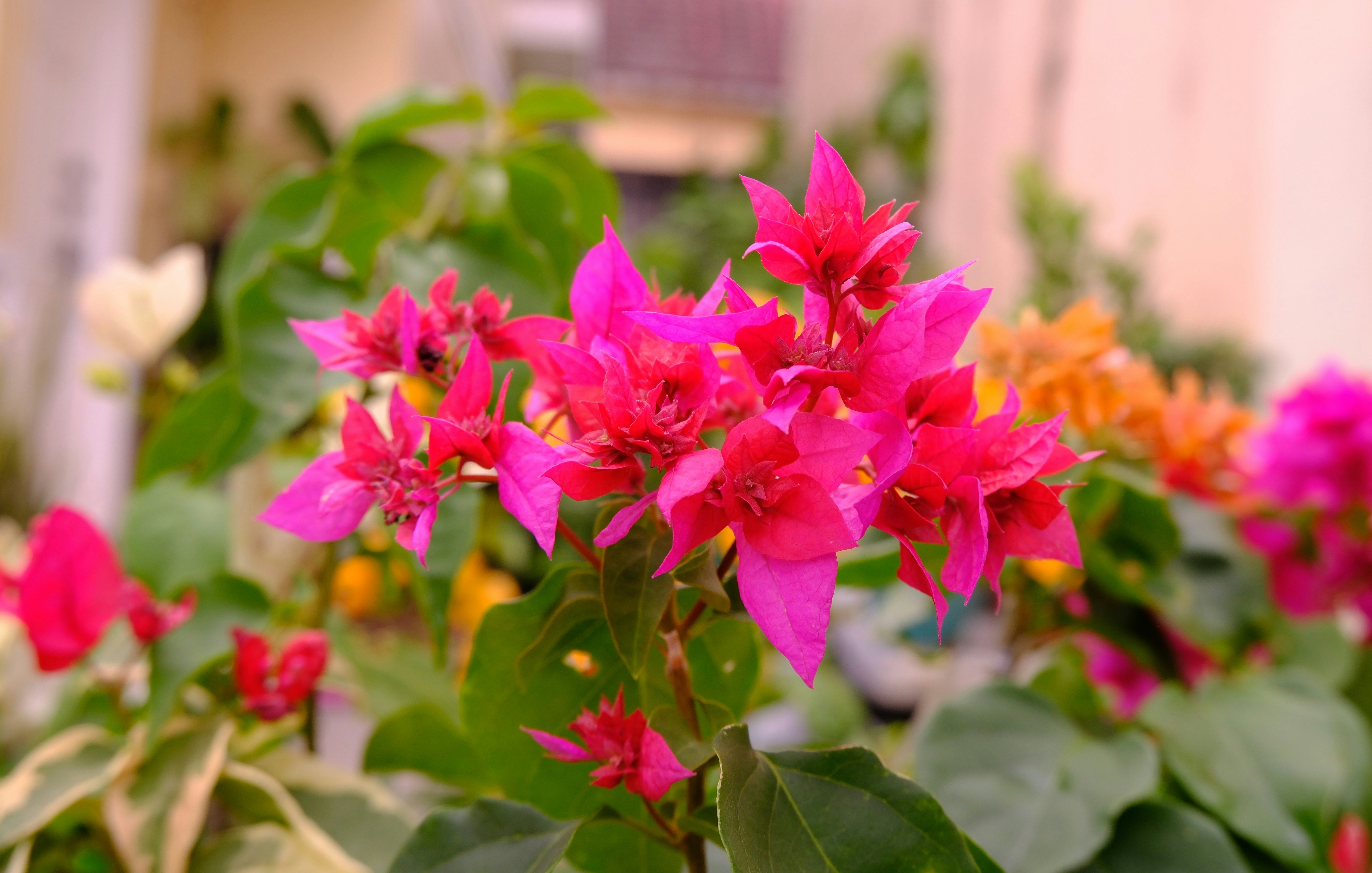 Vivid Bougainvillea Bloom Focal Point in a Sunlit Garden