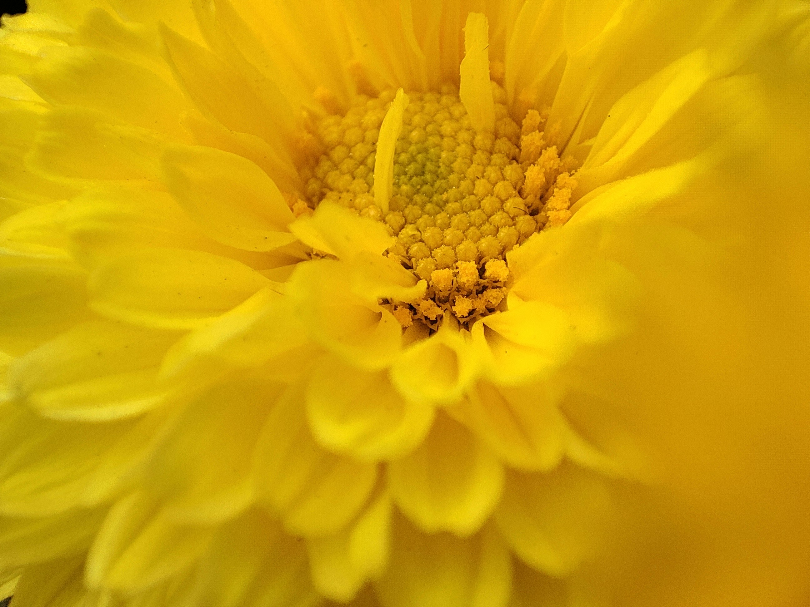 Photo by Adarsh Kumar Singh with Xiaomi Mi 11X