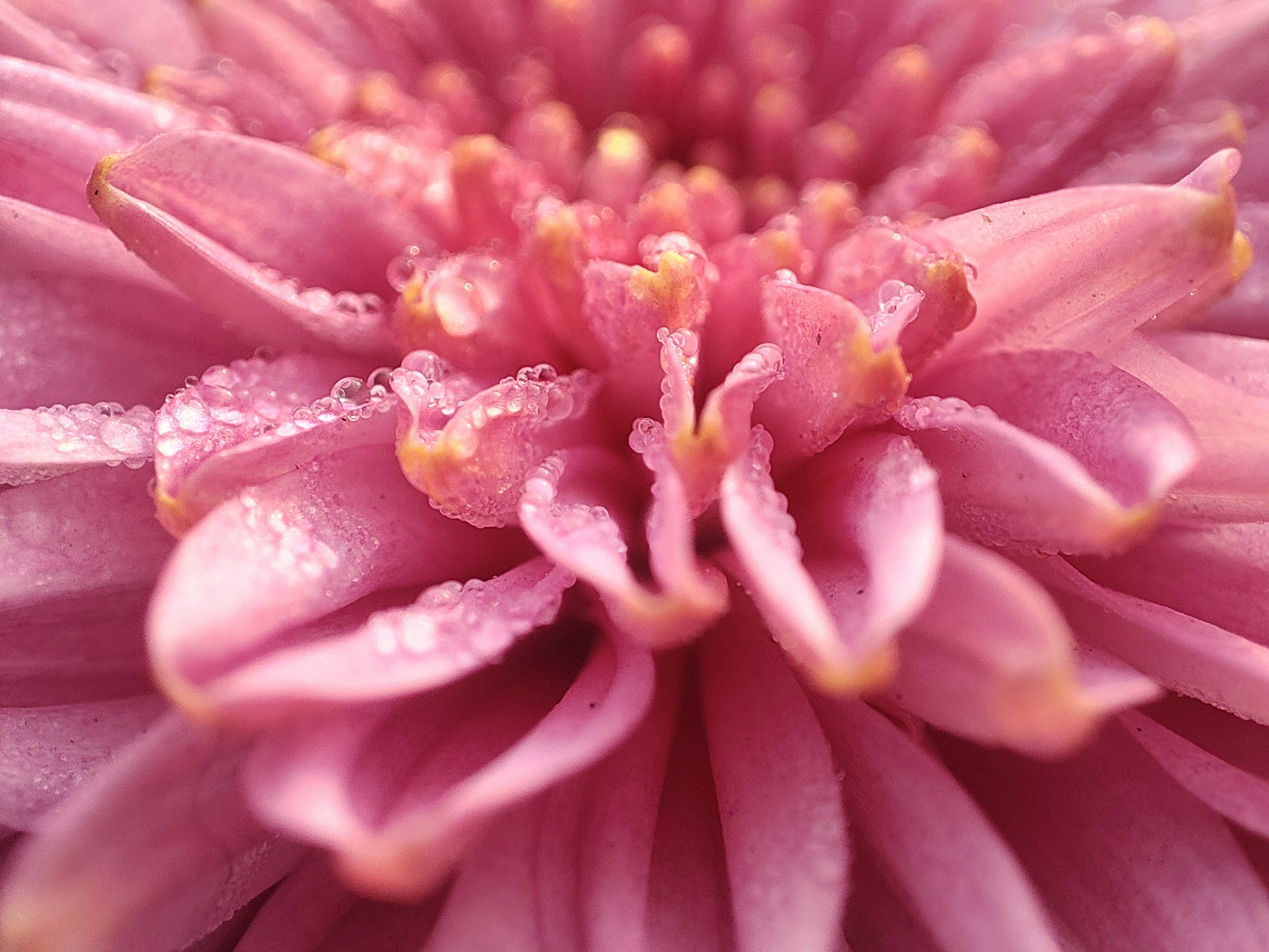 Photo by Adarsh Kumar Singh with Xiaomi Mi 11X