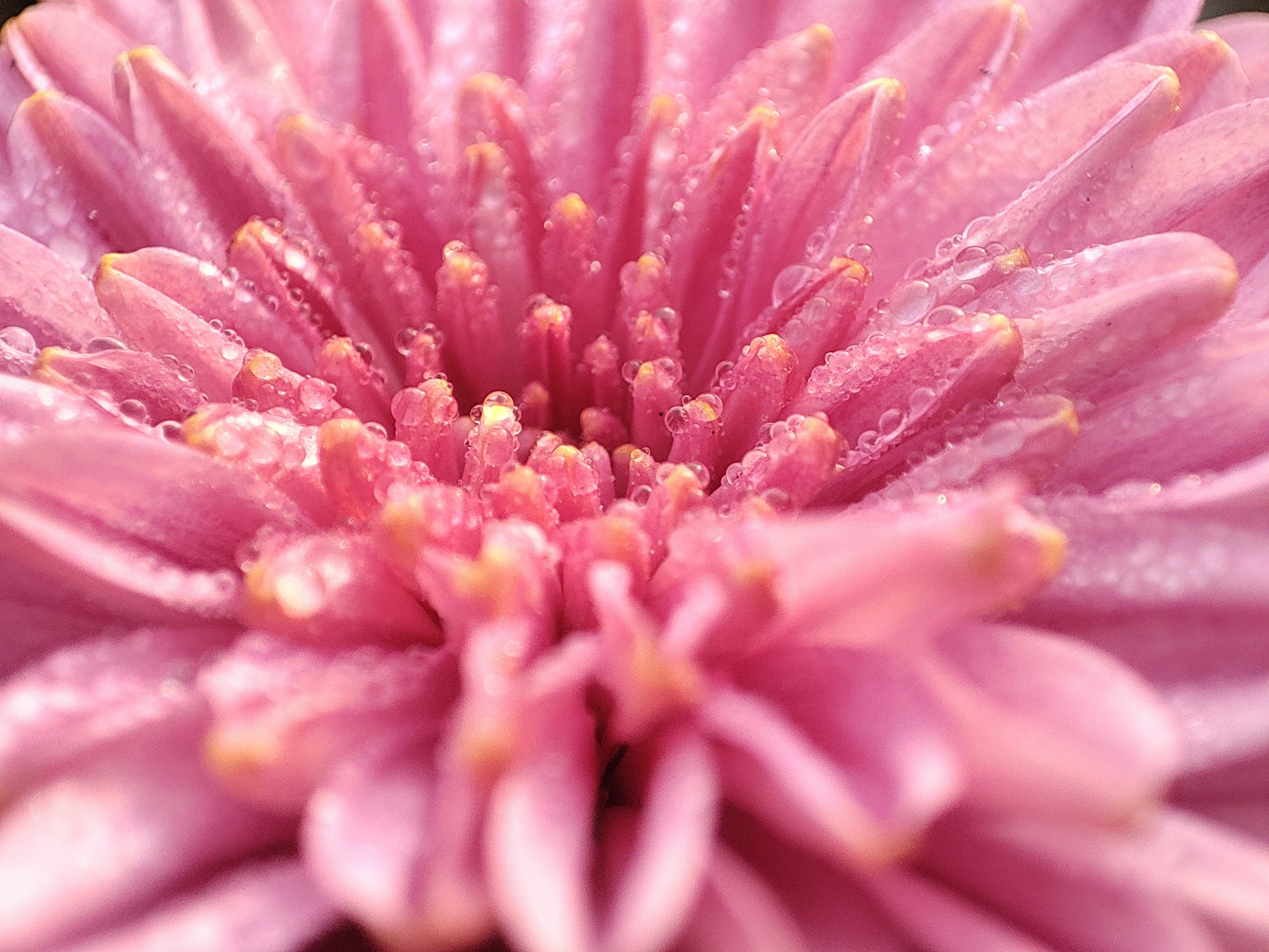 Photo by Adarsh Kumar Singh with Xiaomi Mi 11X