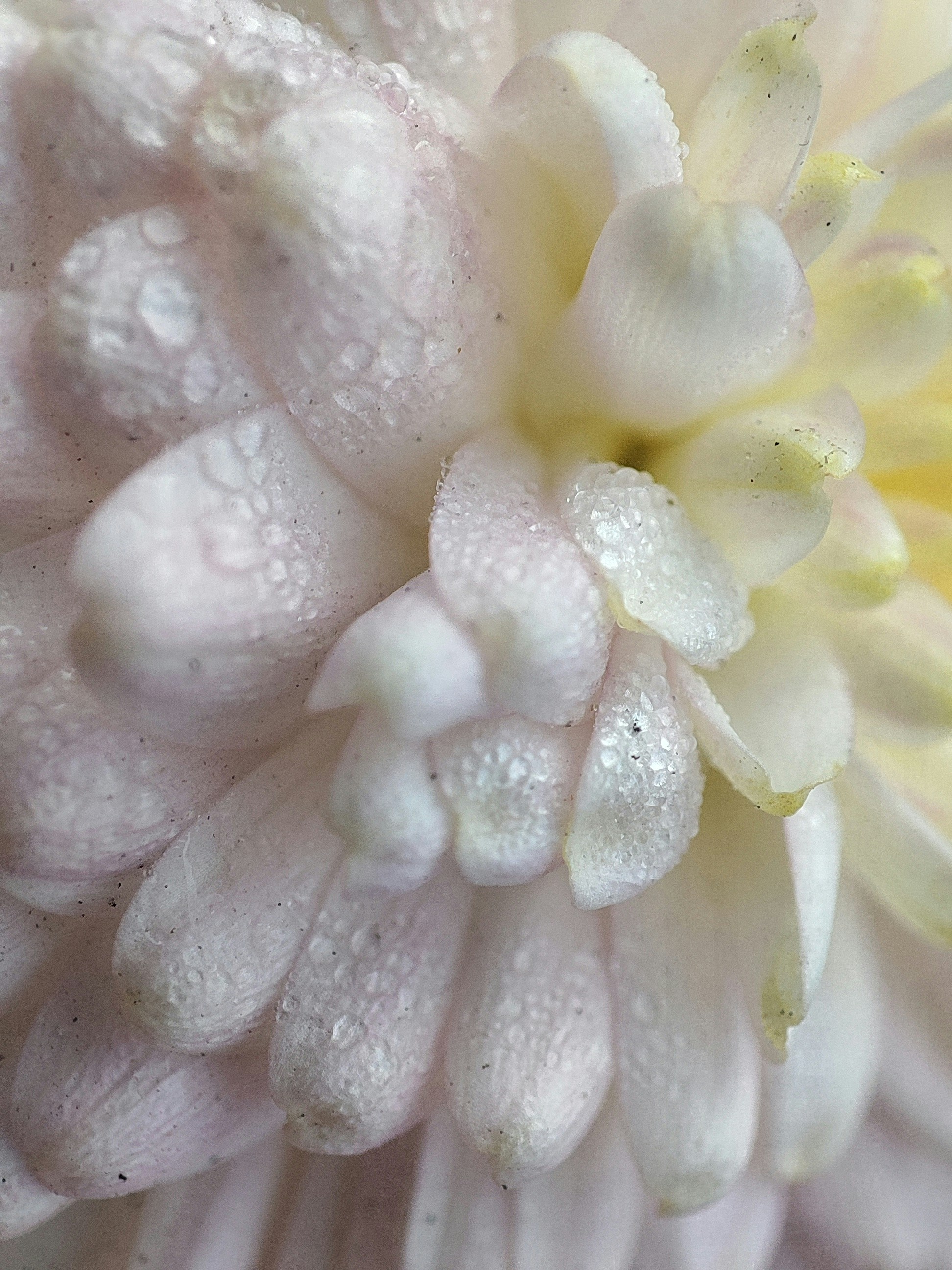 Photo by Adarsh Kumar Singh with Xiaomi Mi 11X