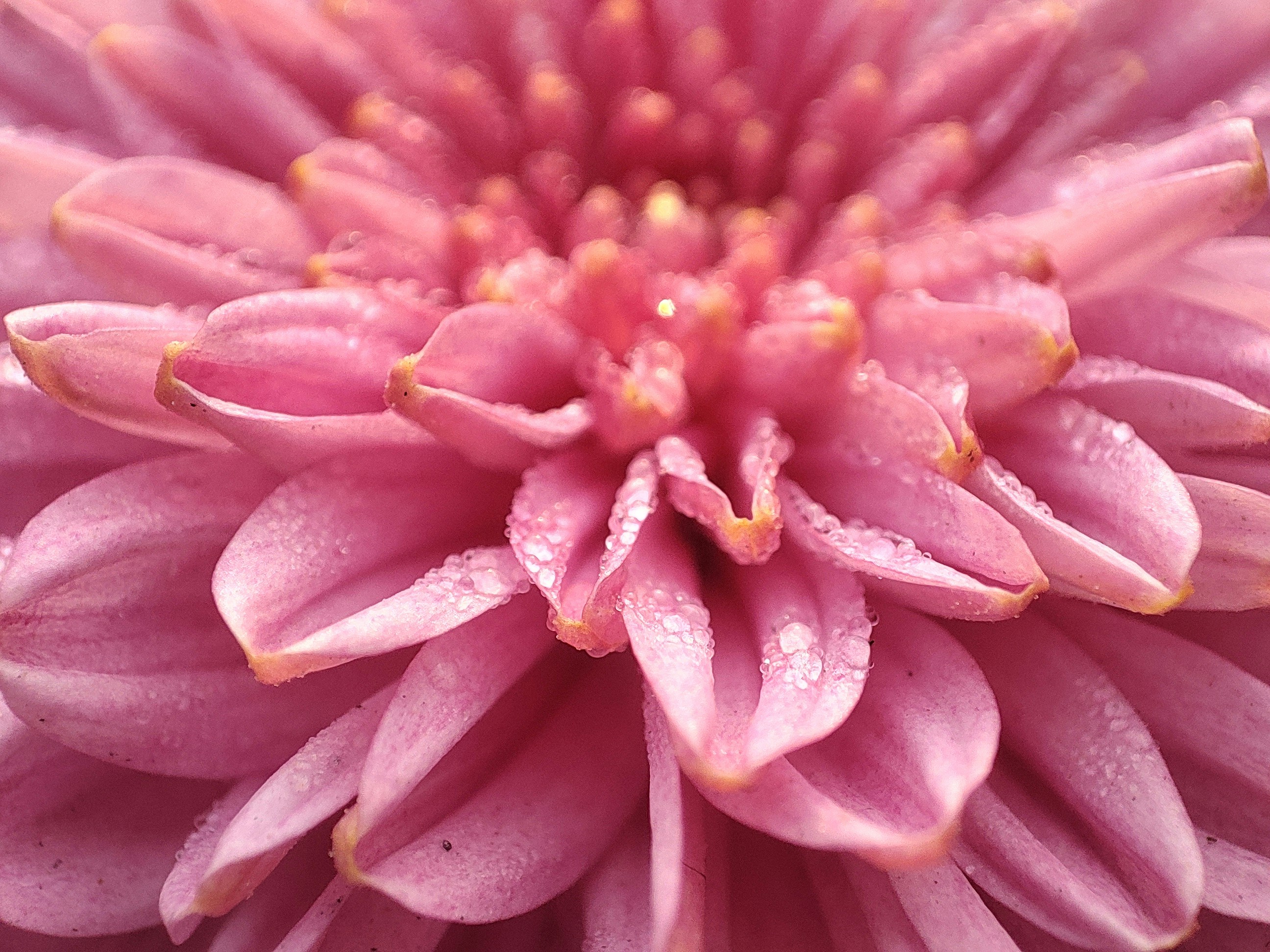 Photo by Adarsh Kumar Singh with Xiaomi Mi 11X