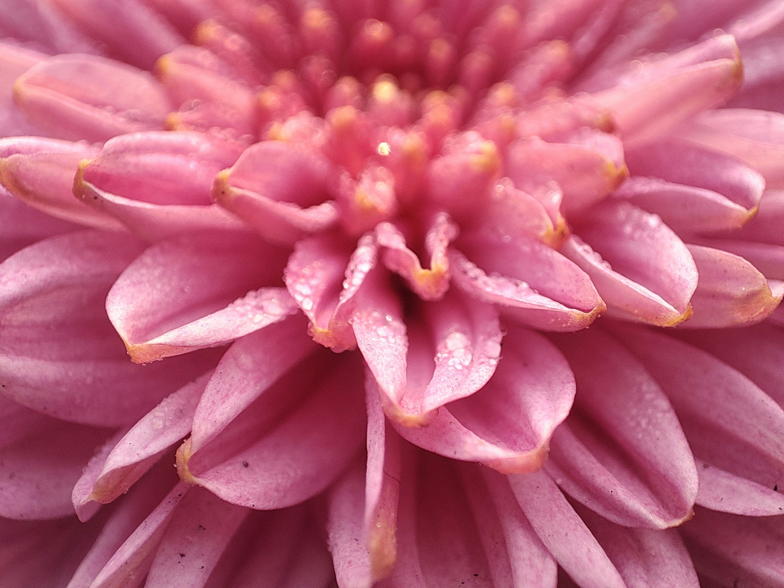 Photo by Adarsh Kumar Singh with Xiaomi Mi 11X