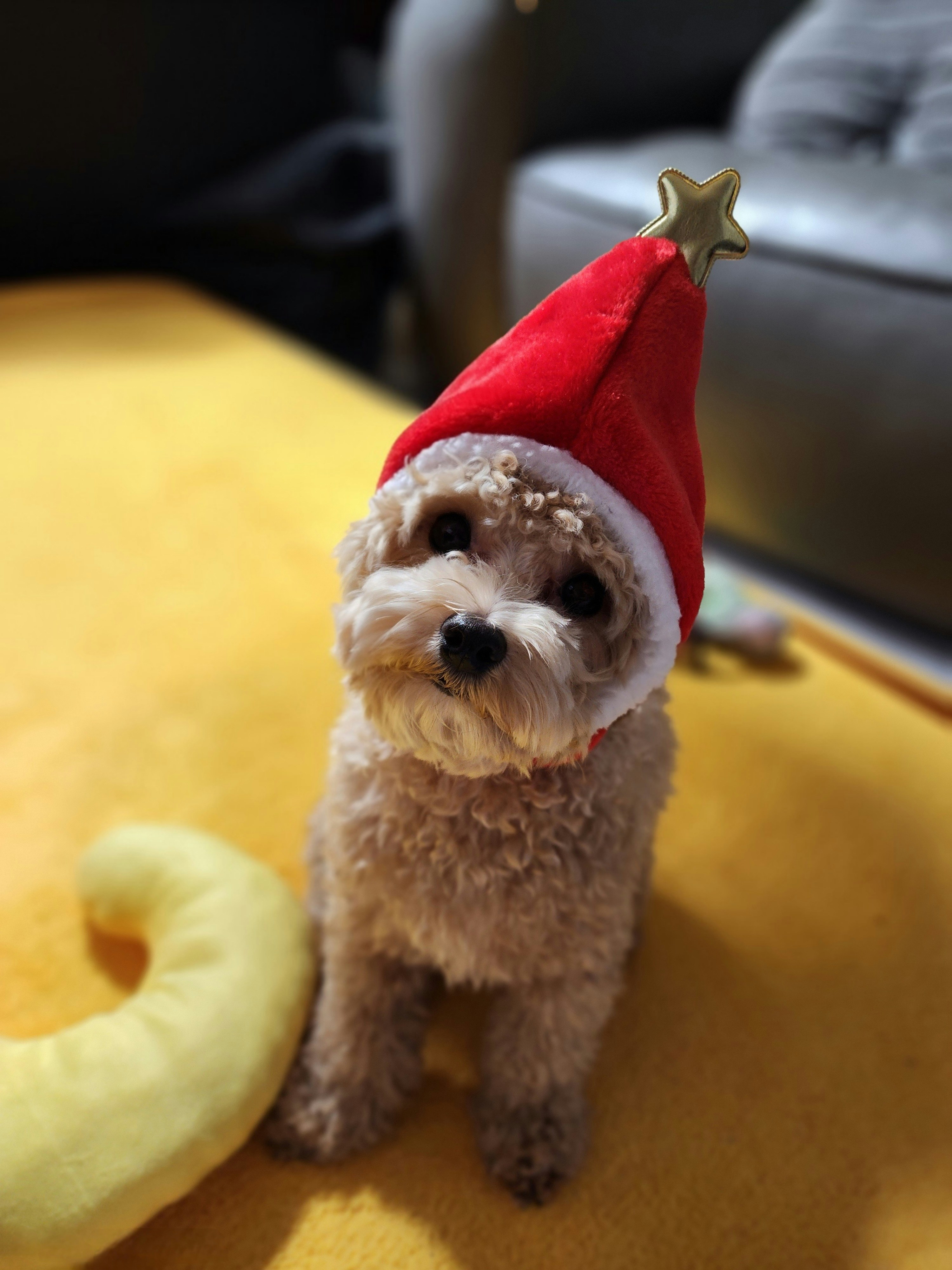 puppy dog indoors hand close-up animal home interior holding white people casual clothing relaxation portrait square - composition cute photography part of color image people pets 3 months happy Comfort