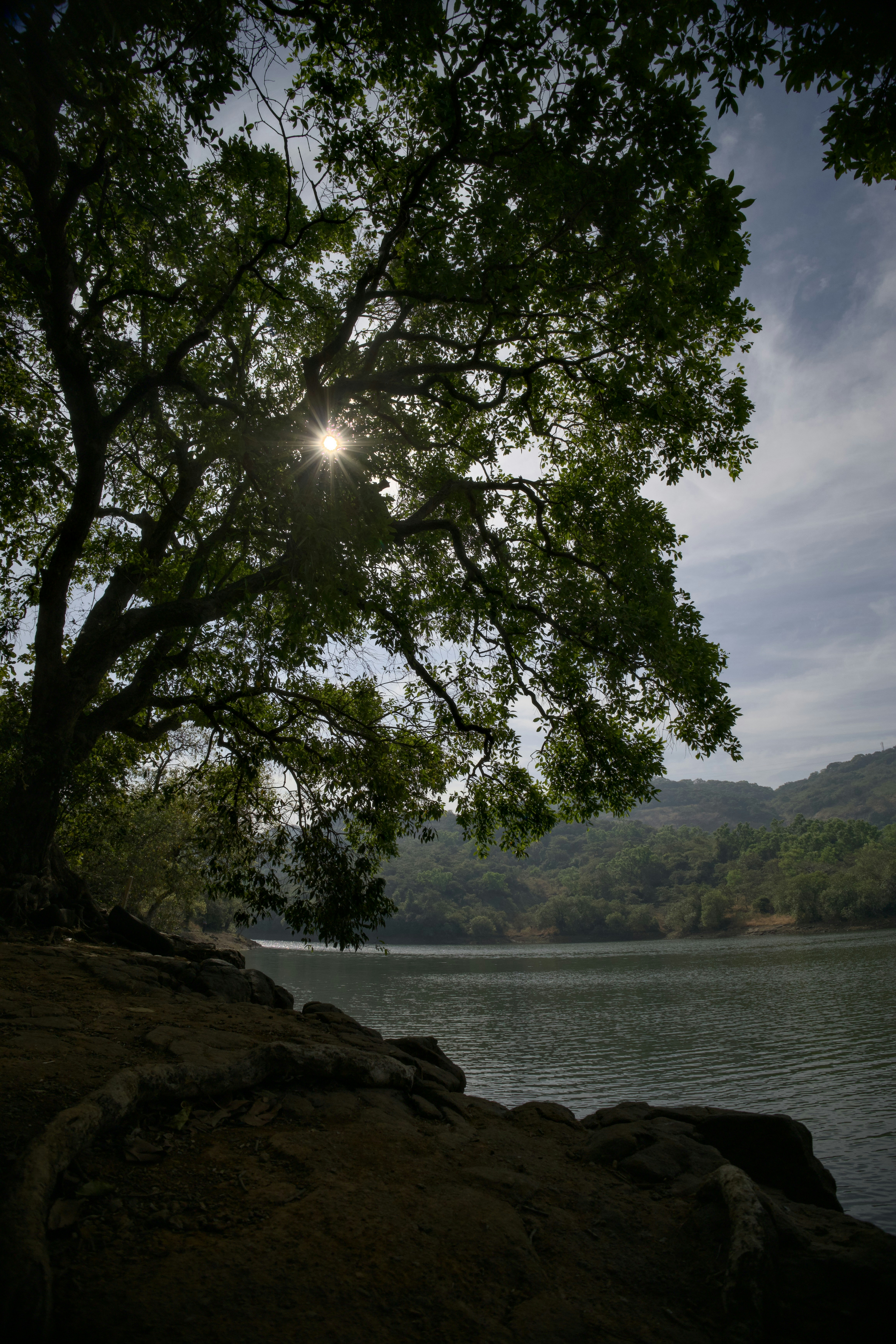 Sunlit canopy over a tranquil lakeside coast