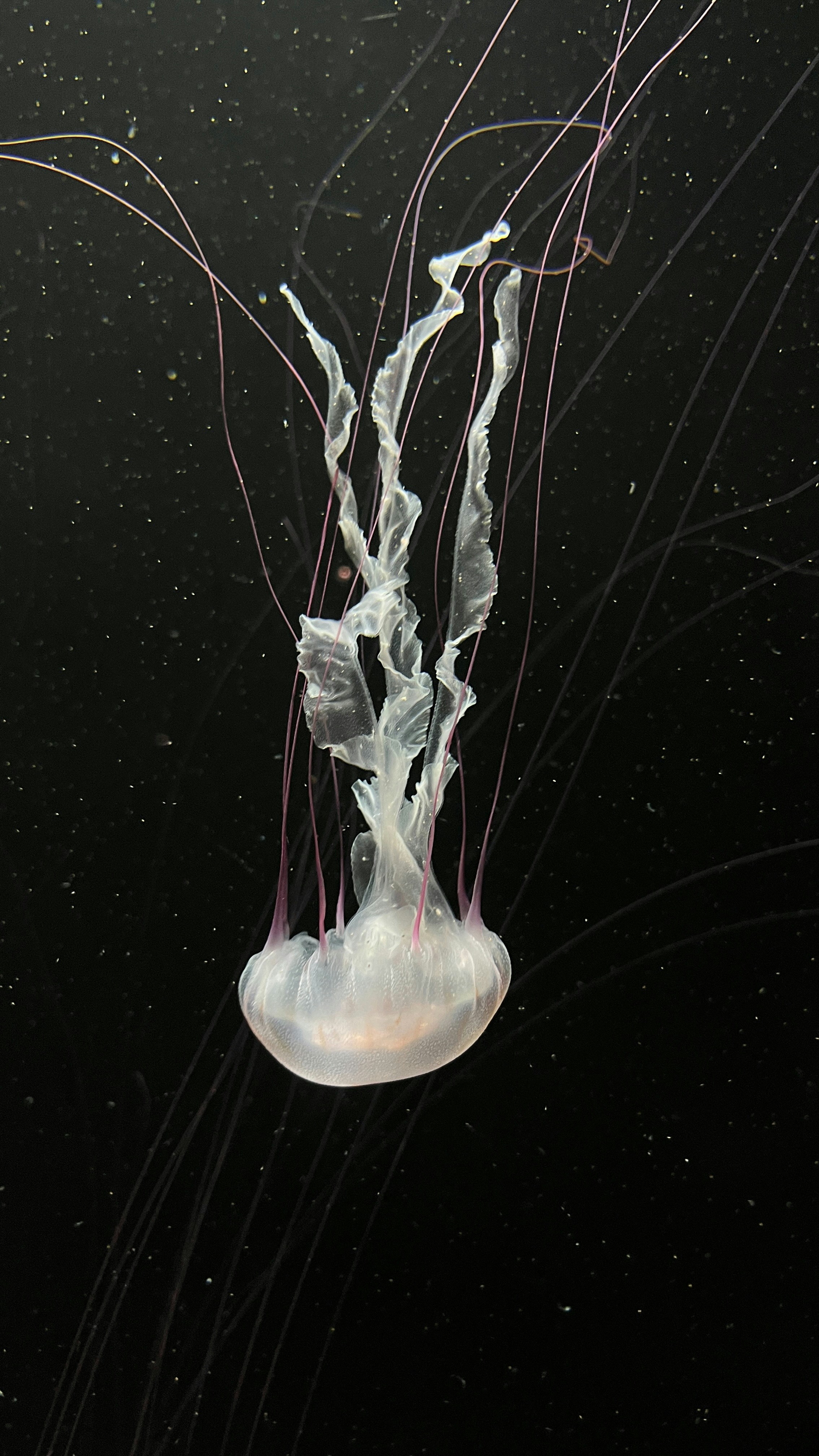 Luminous Jellyfish Orbits a Starlit Ocean
