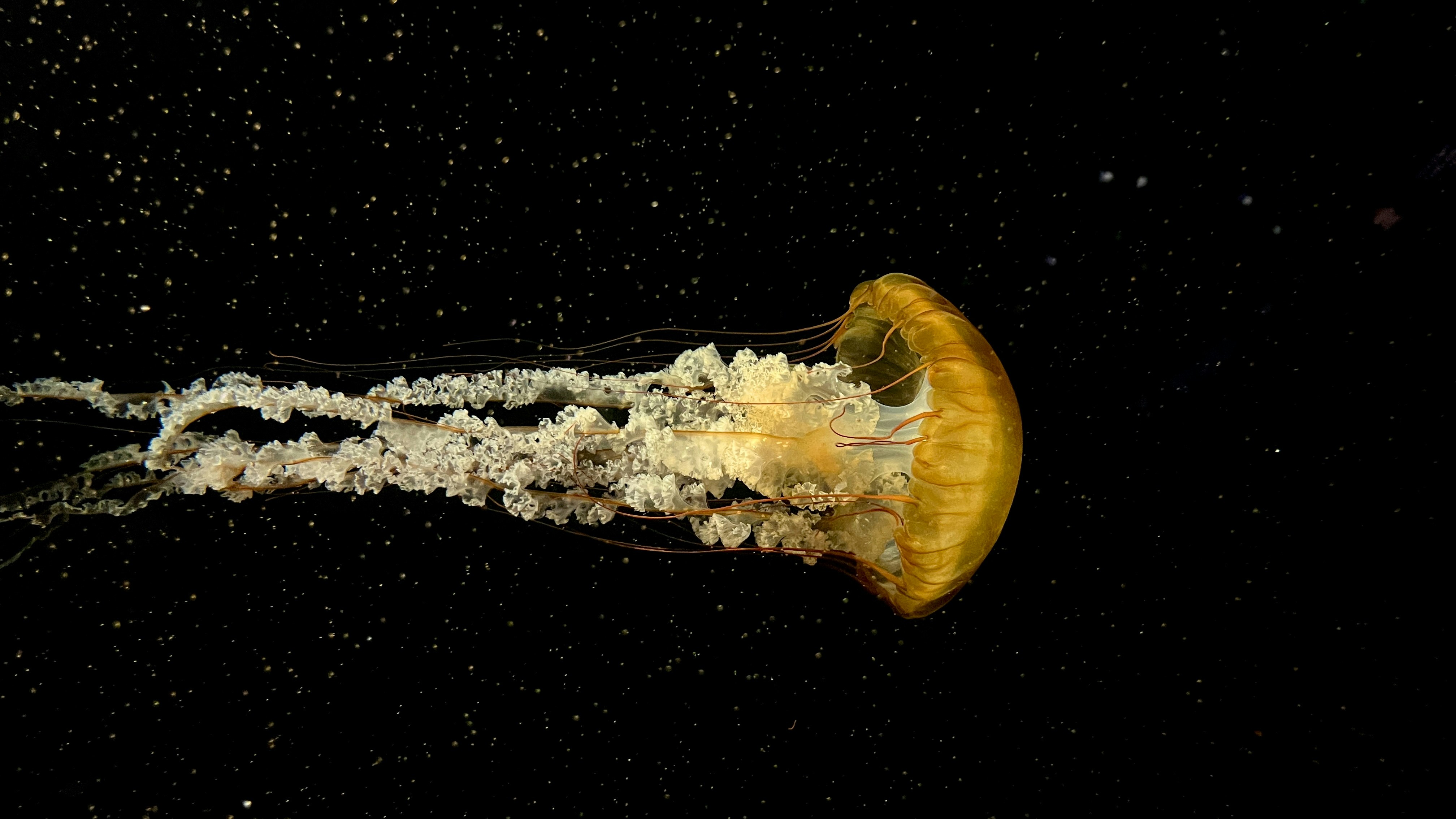 Golden Nomad: A Jellyfish Adrift in the Cosmic Black