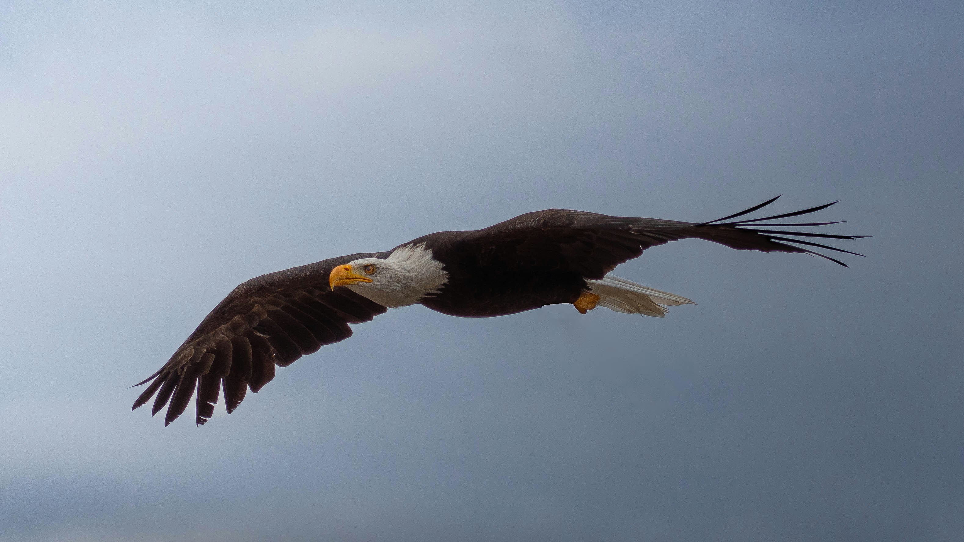 Bald eagle flying in the sky with spread wings, majestic american eagle in flight, wildlife photography