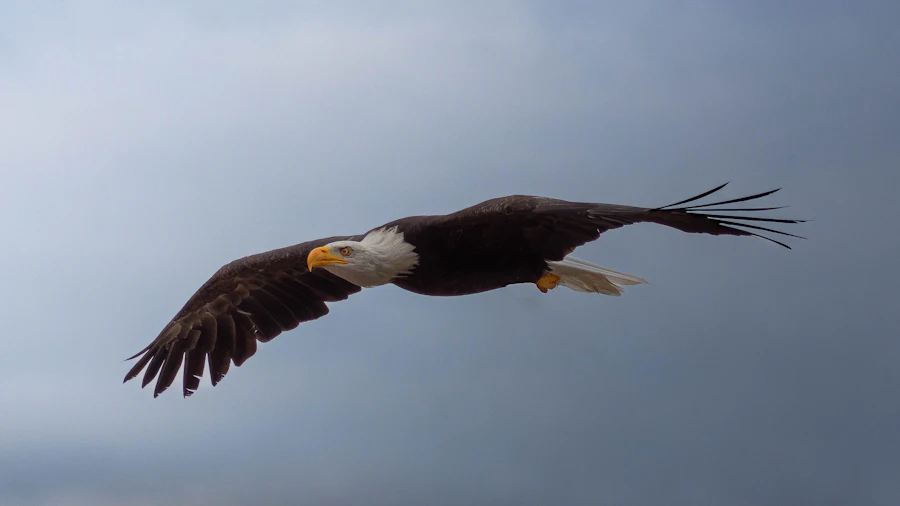 A bald eagle soars against a muted, cloudy blue backdrop, wings fully extended and primary feathers spread. The bird dominates the frame with a crisp silhouette and vivid white head contrasting the dark body.