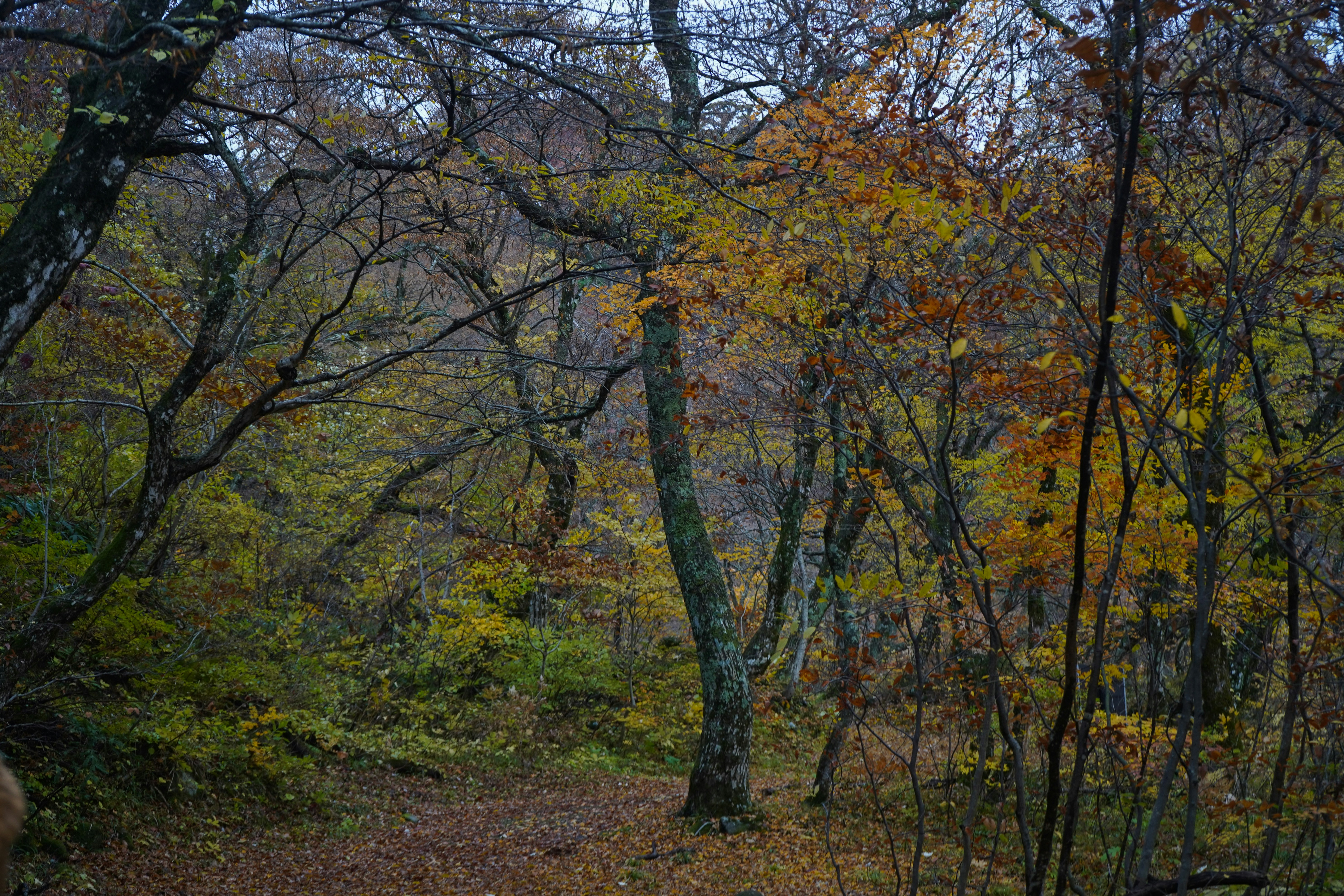 Autumnal Pathway Through a Quiet Canopy