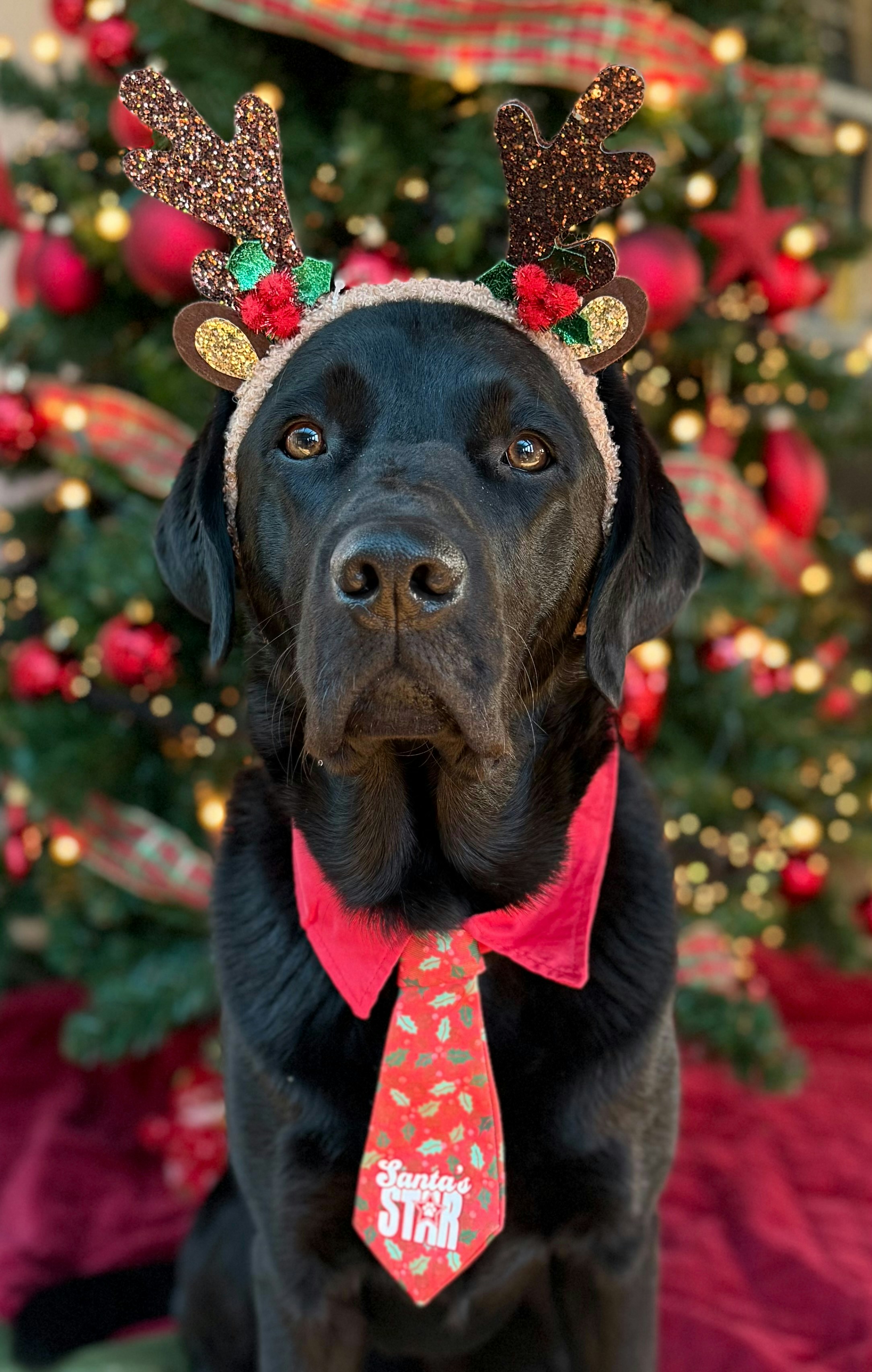 Holiday Halo: A Black Labrador in Front of a Festive Tree