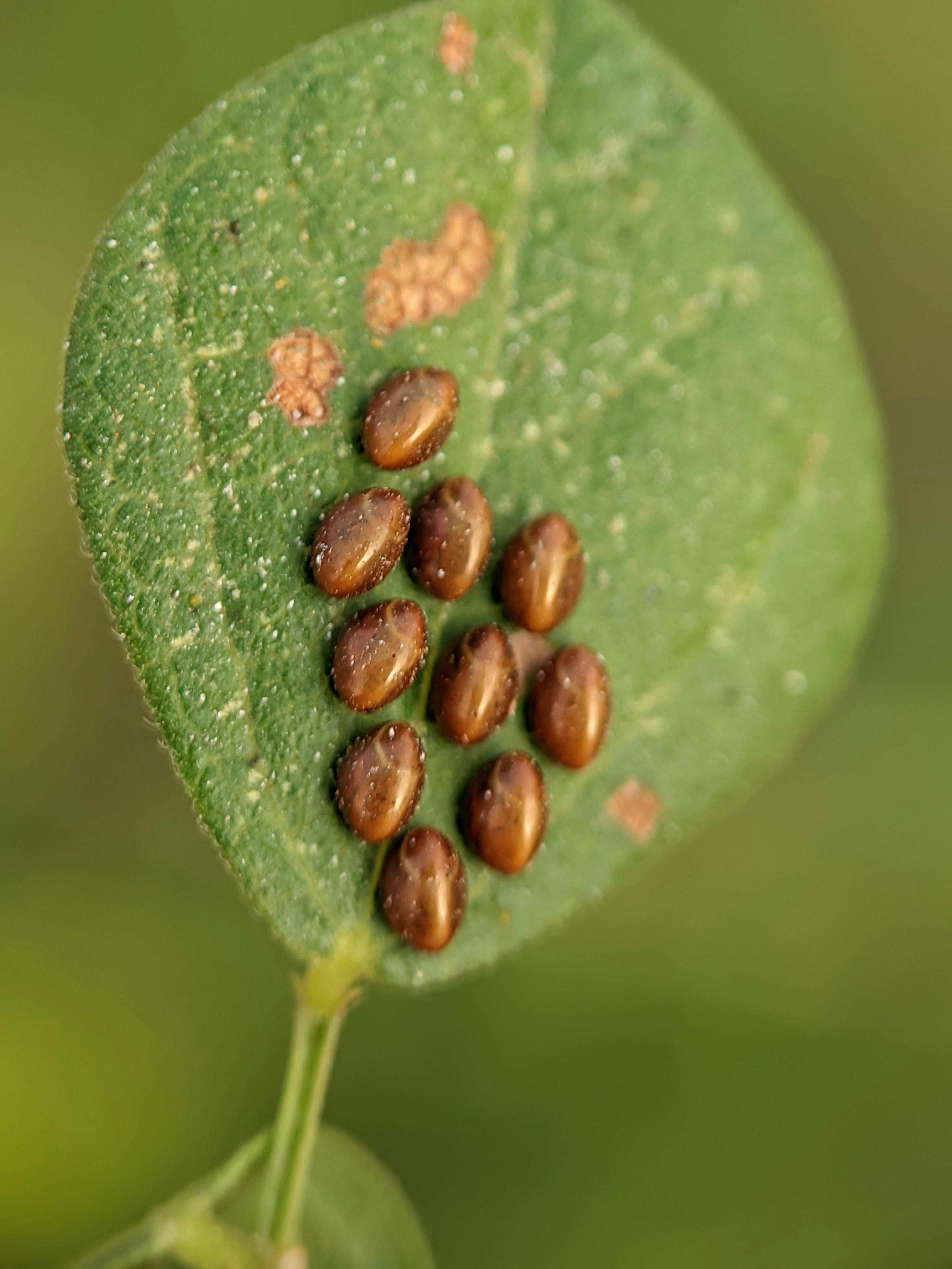 Cluster of brown eggs on a green leaf.