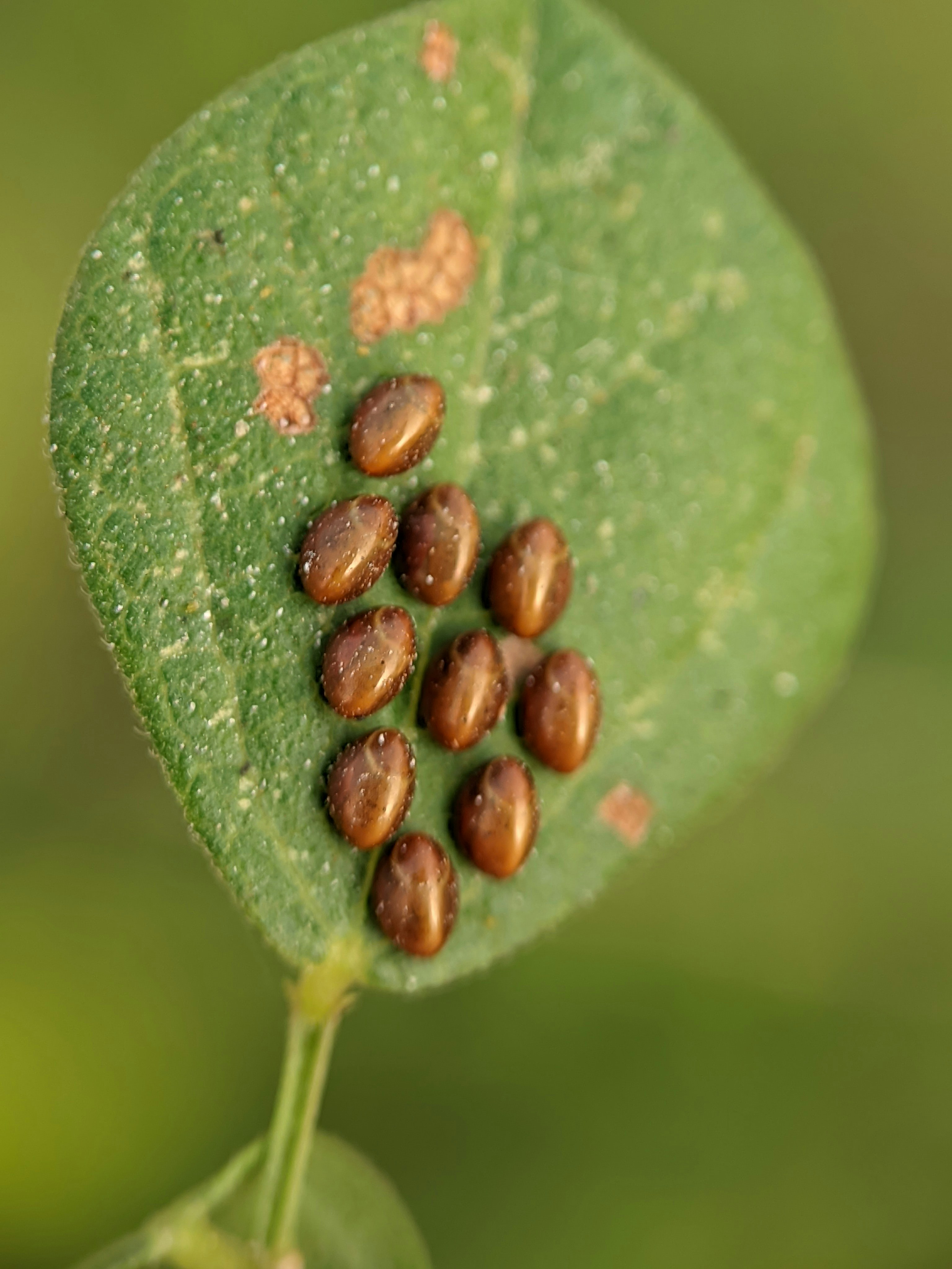 Brown eggs clustered on a green leaf.
